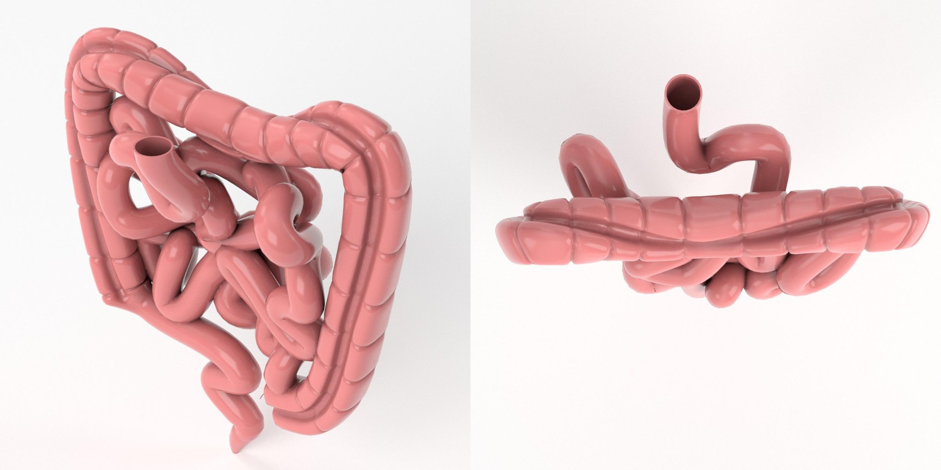Human Intestine 3D Model - TurboSquid 1151752