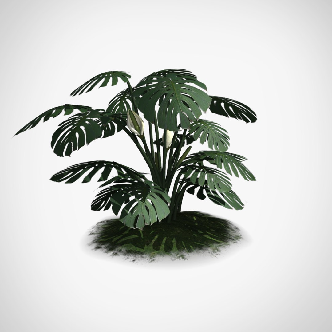 Max Monstera Deliciosa