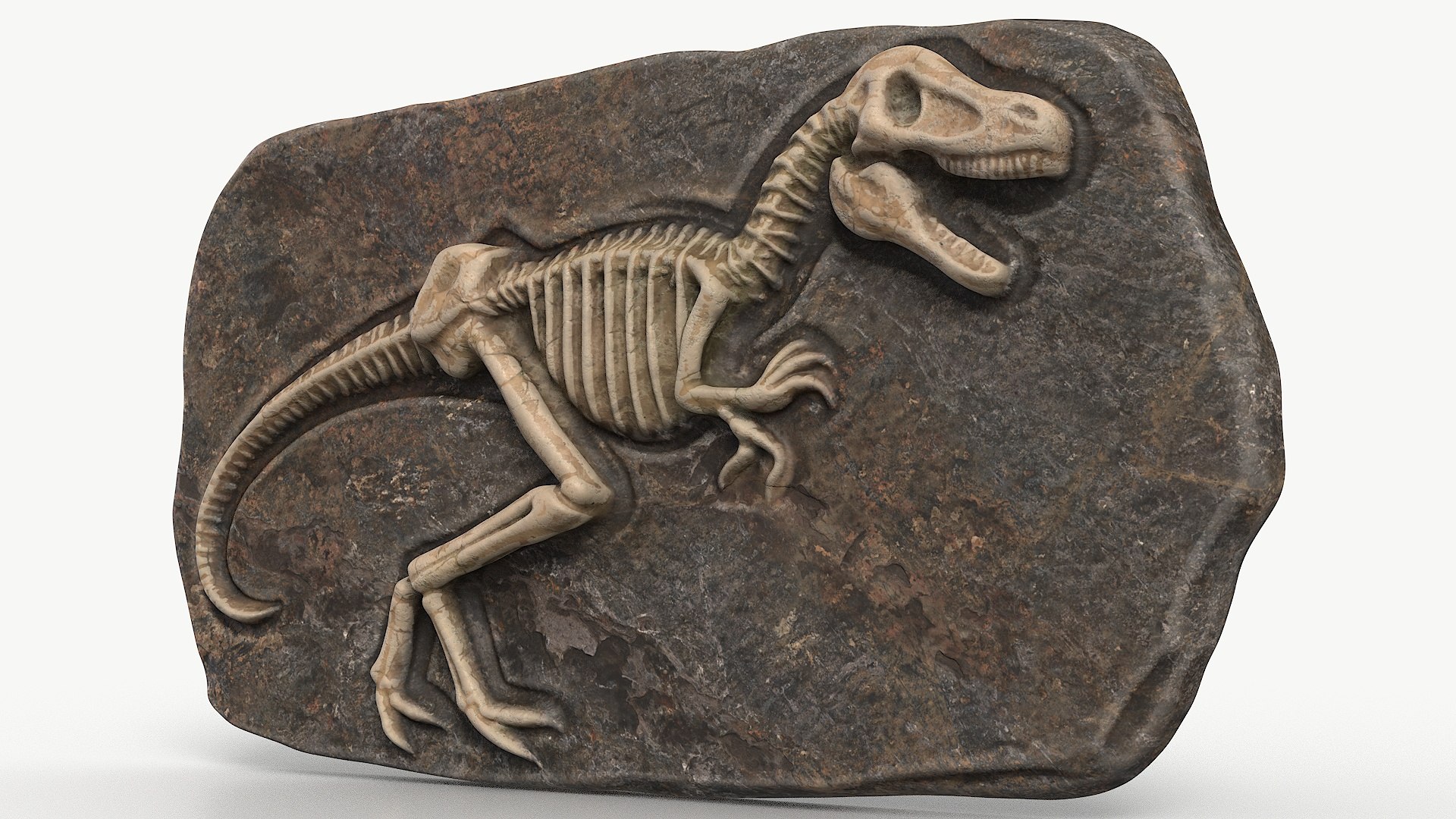 3D Dinosaur Fossil 005 Textured Model - TurboSquid 2298238