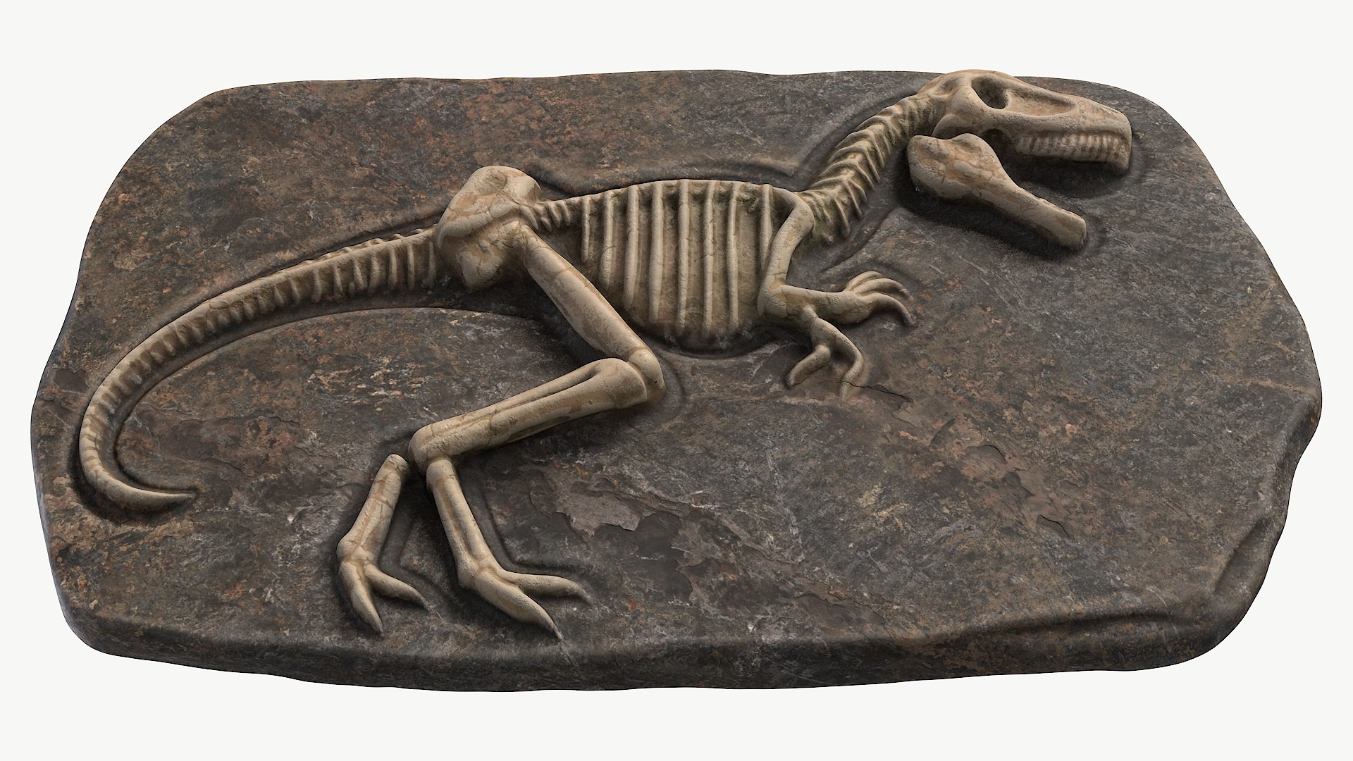 3D Dinosaur Fossil 005 Textured Model - TurboSquid 2298238