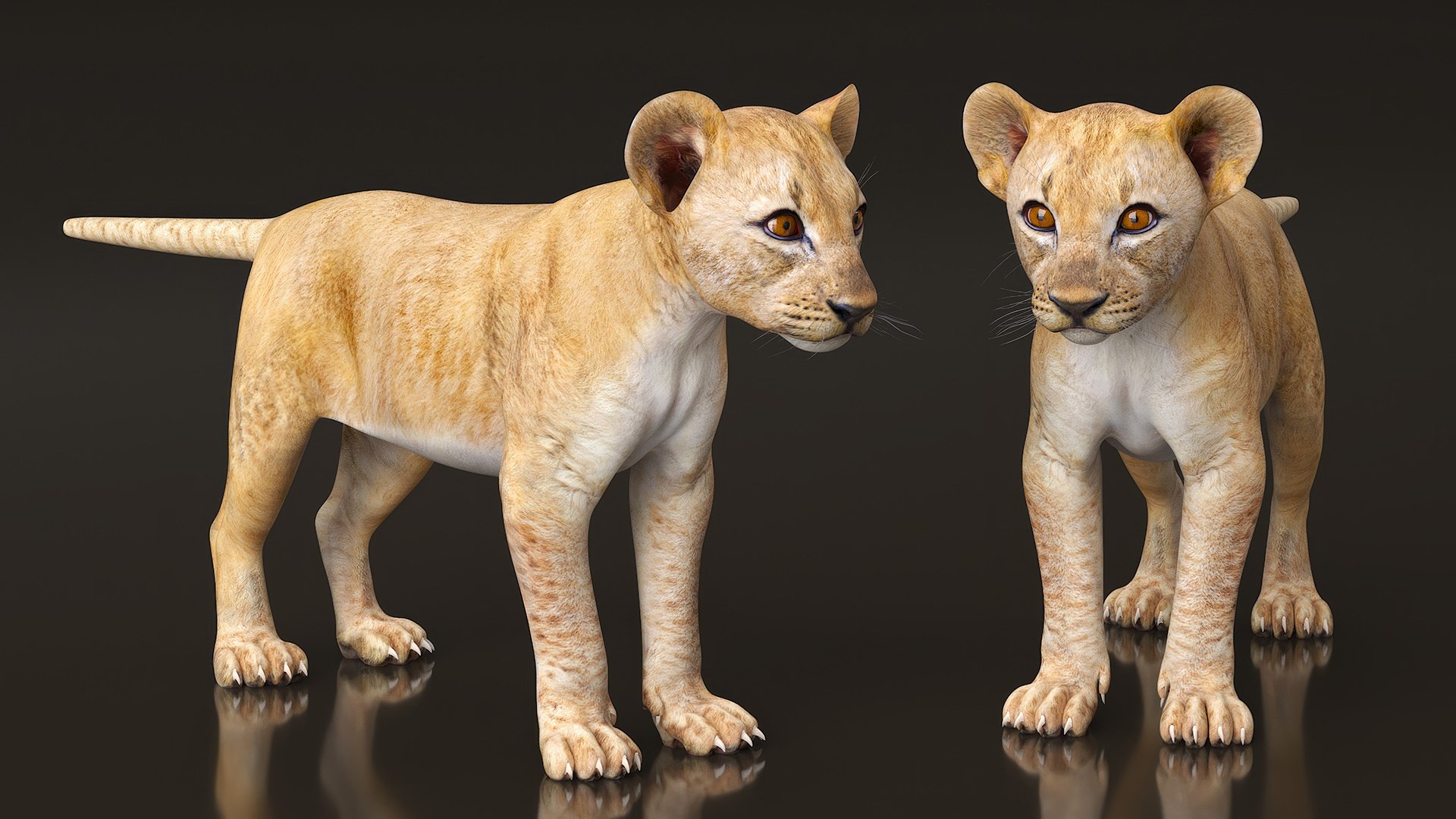 3D Model Lion Cub Rigged For Maya - TurboSquid 2377333