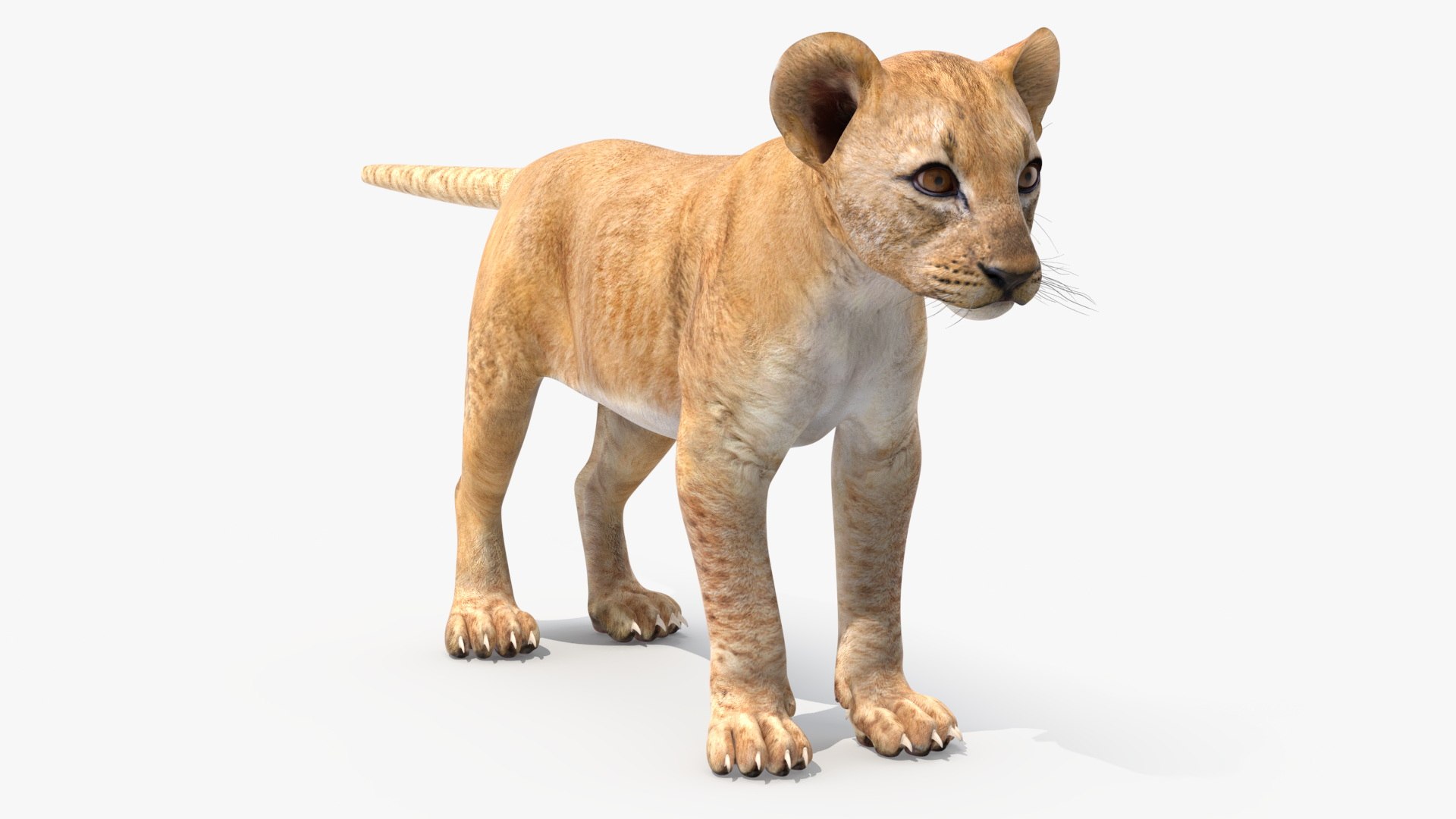 3D Model Lion Cub Rigged For Maya - TurboSquid 2377333