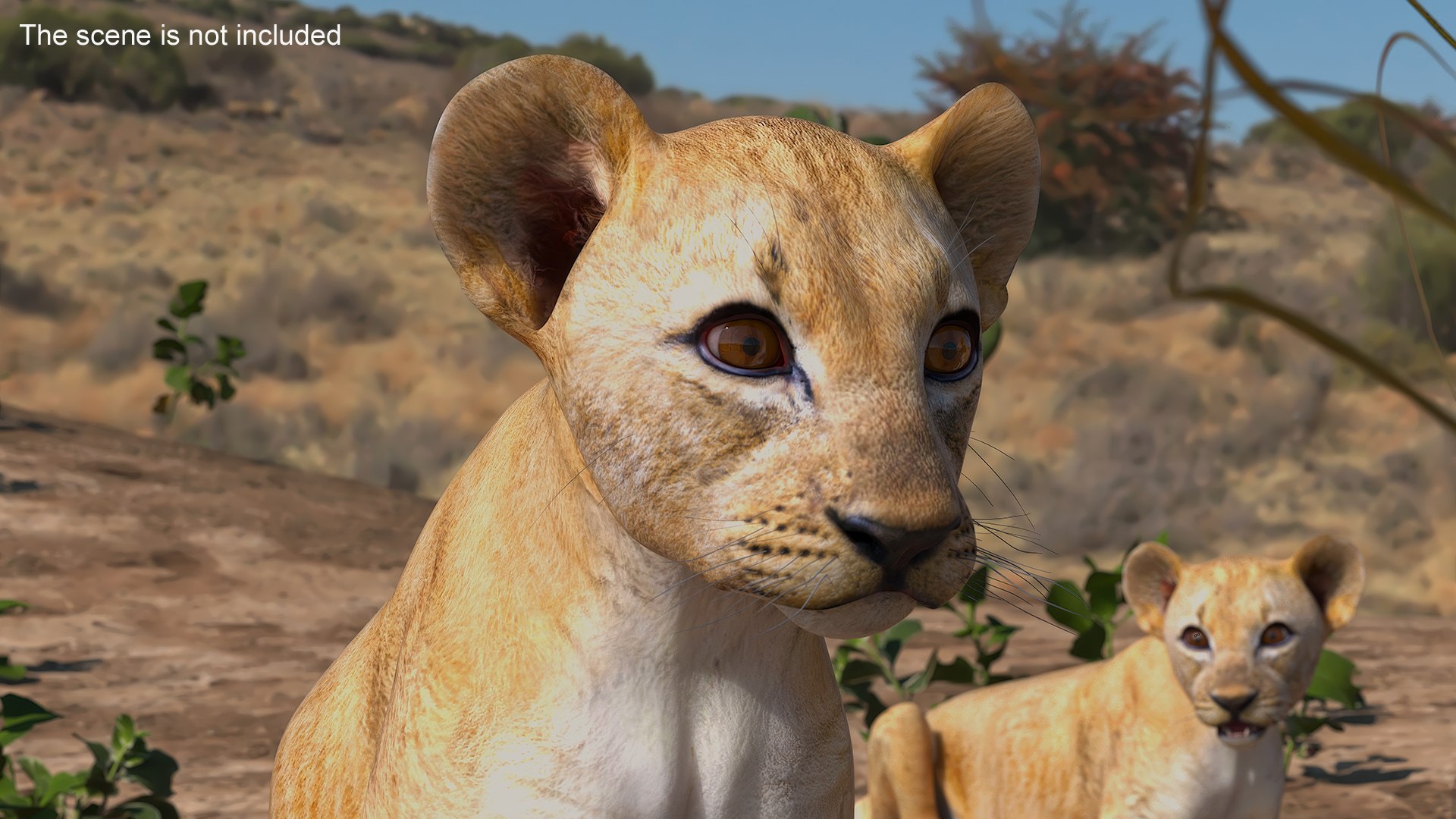 3D Model Lion Cub Rigged For Maya - TurboSquid 2377333