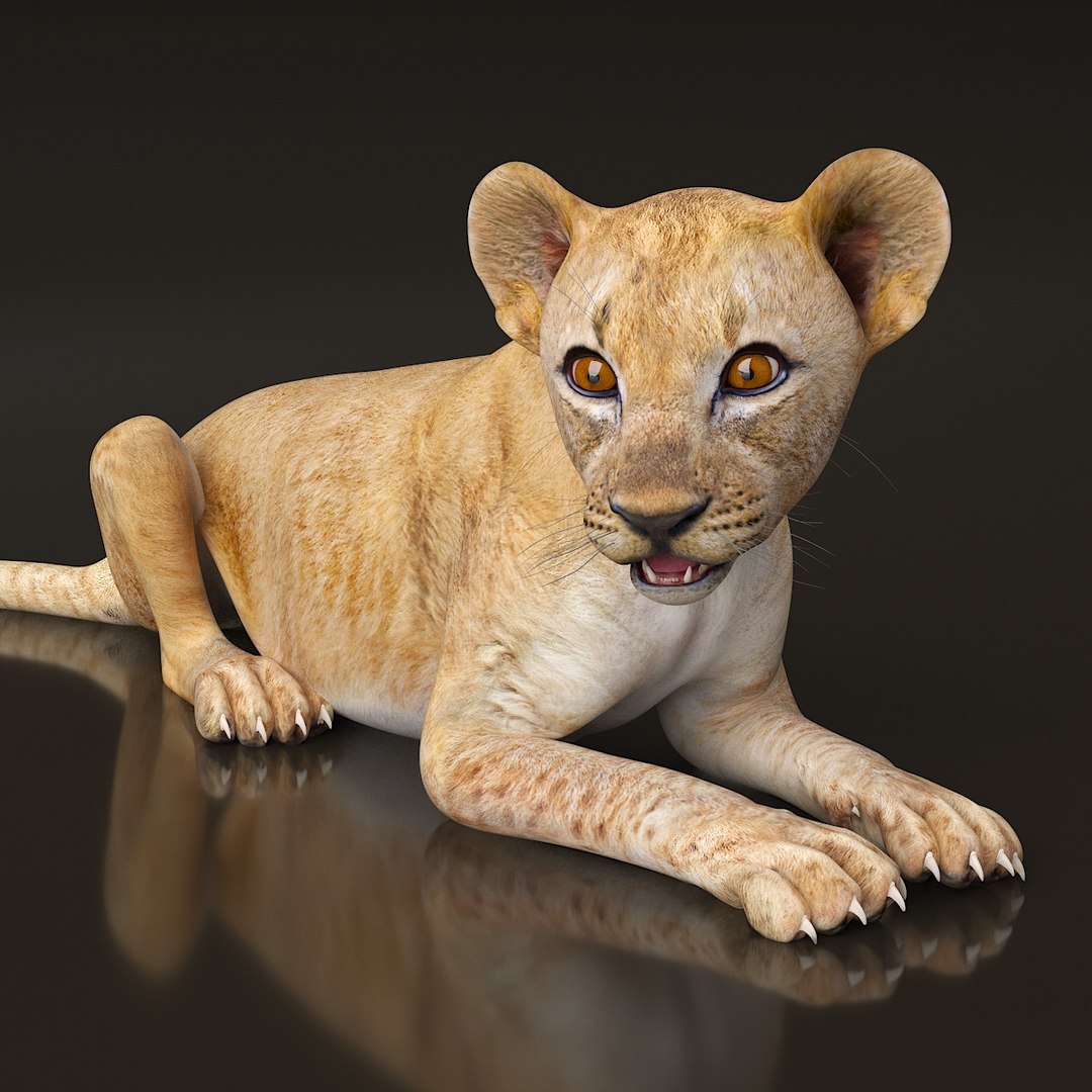 3D Model Lion Cub Rigged For Maya - TurboSquid 2377333