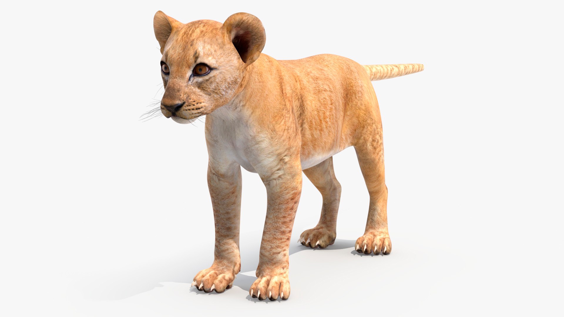 3D Model Lion Cub Rigged For Maya - TurboSquid 2377333