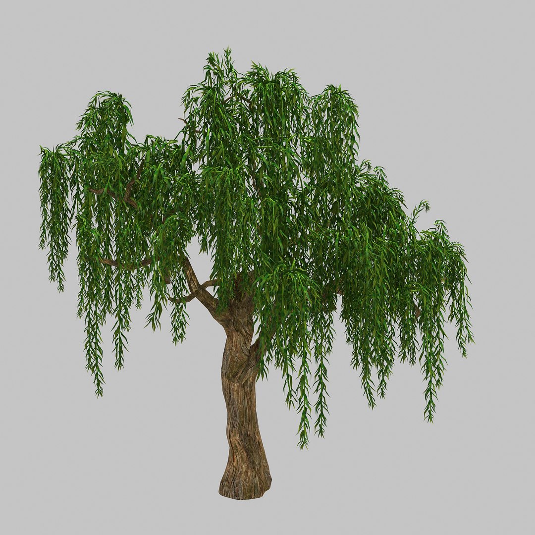 Forest Plant - Willow Tree 3D Model - TurboSquid 1449213