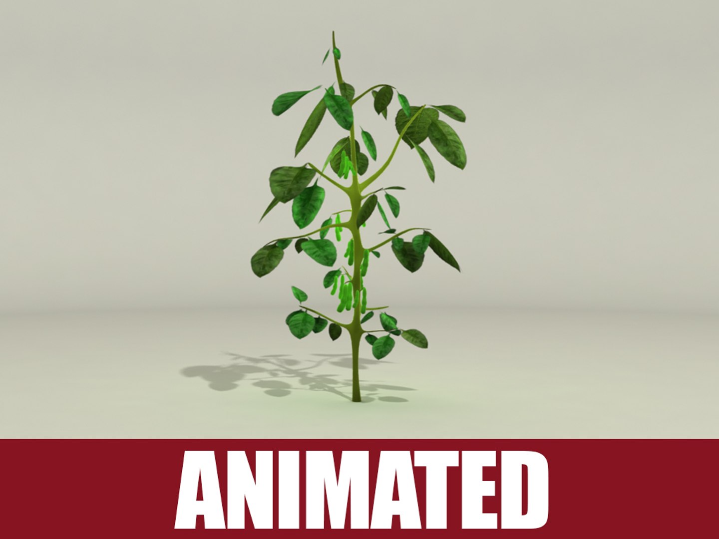 soybean plant animation 3d model