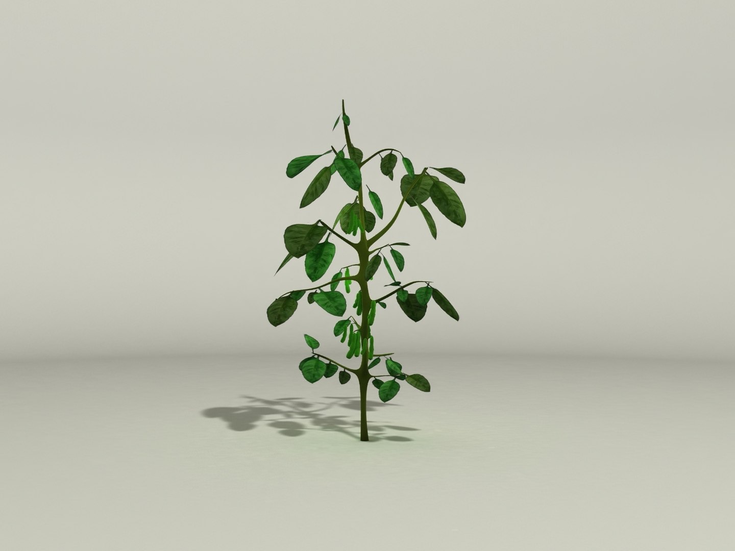 Soybean Plant Animation 3d Model