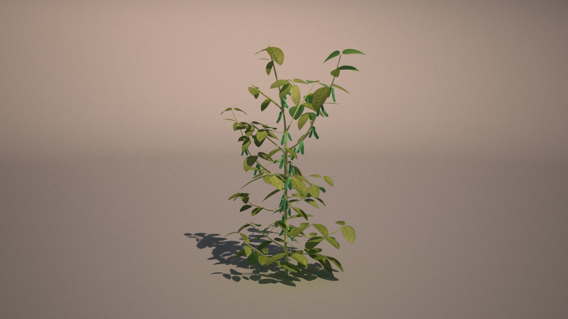 Soybean Plant Animation 3d Model