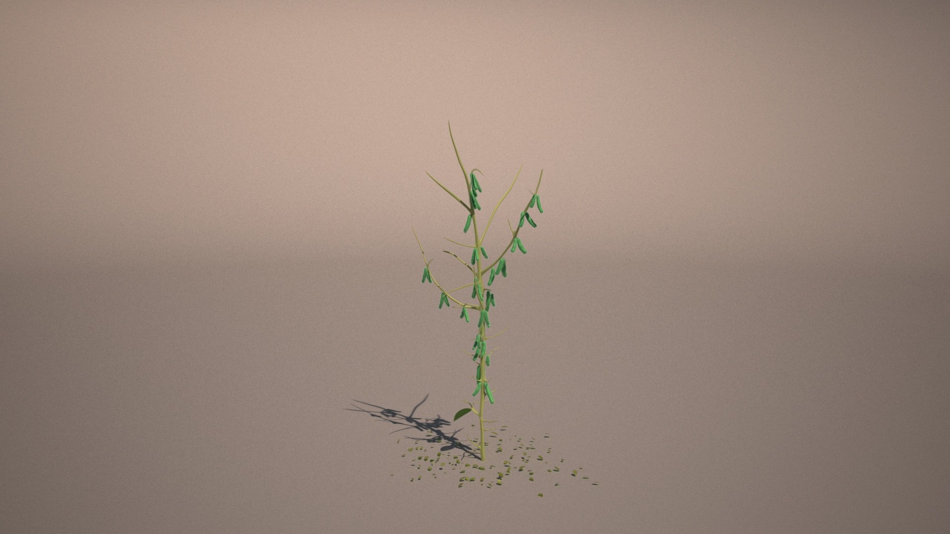 Soybean Plant Animation 3d Model