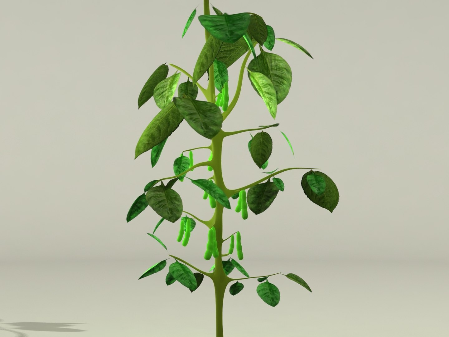 Soybean Plant Animation 3d Model