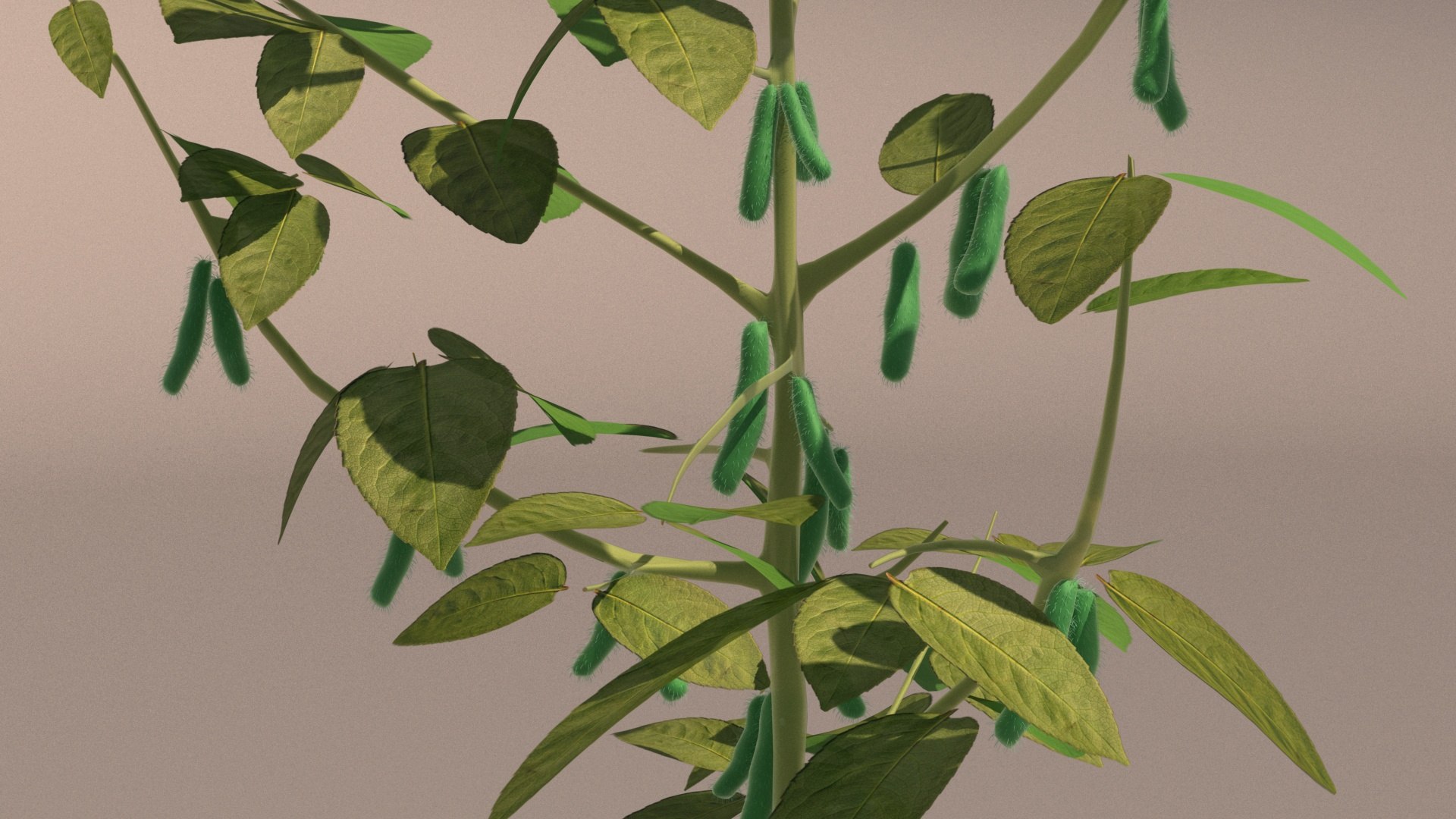 Soybean Plant Animation 3d Model