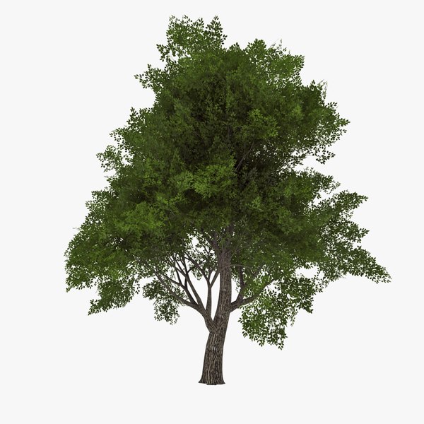 Deciduous Tree 3D Models for Download | TurboSquid