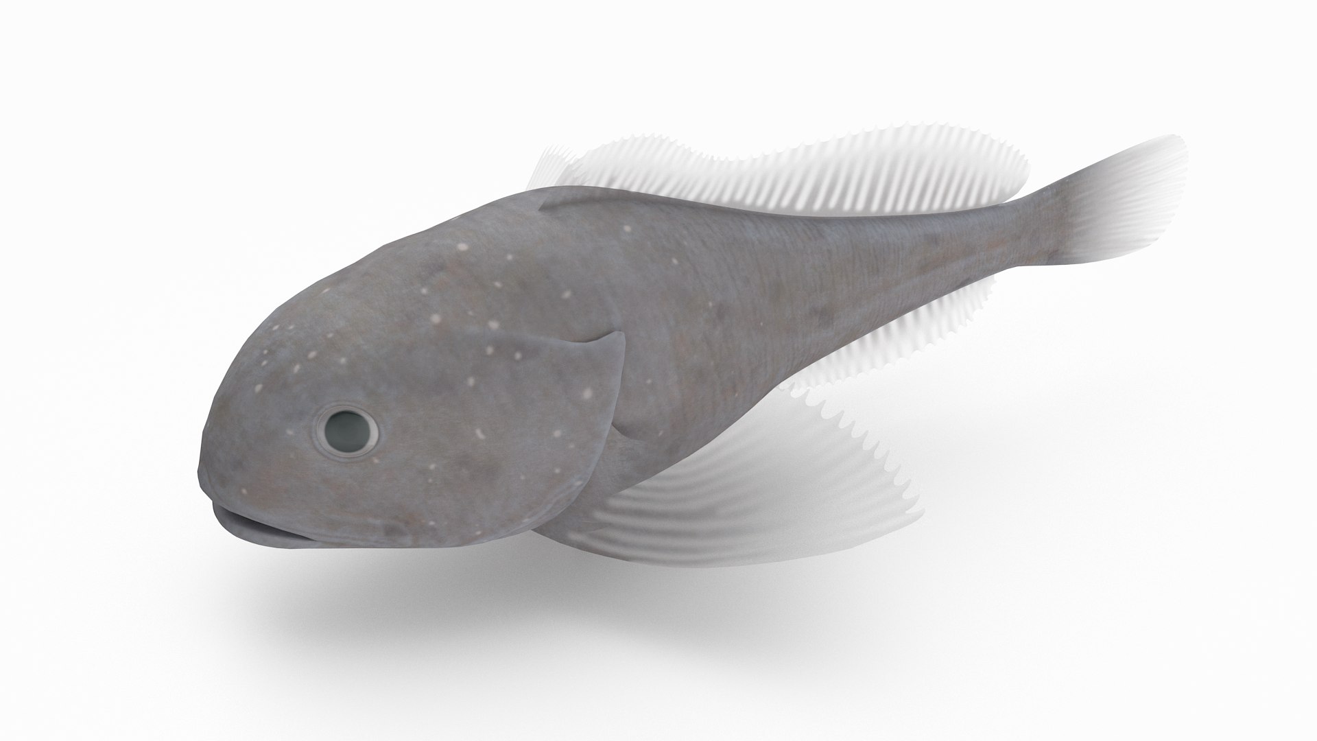 Blobfish Pbr 3D Model - TurboSquid 1468111