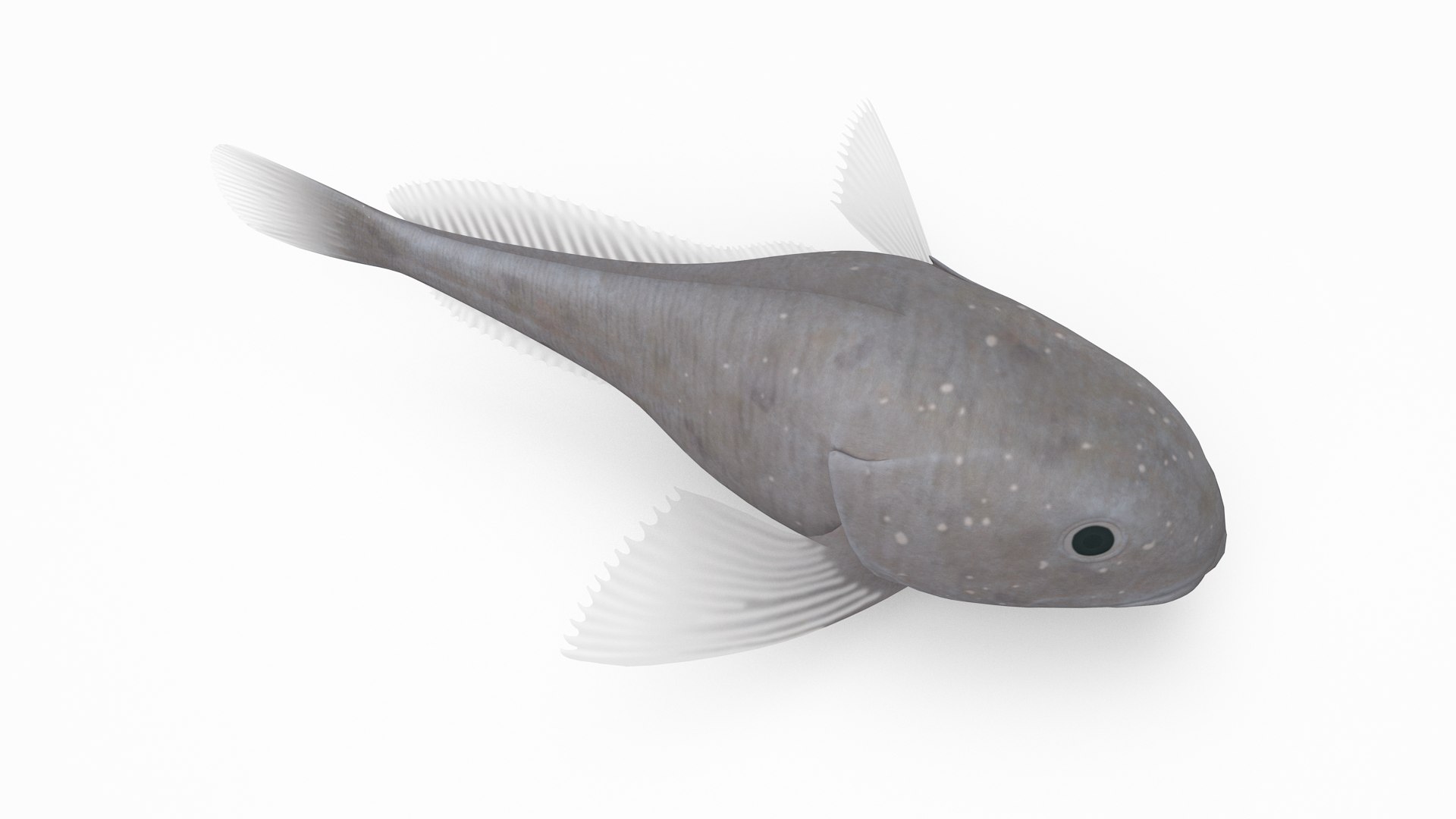 Blobfish Pbr 3D Model - TurboSquid 1468111