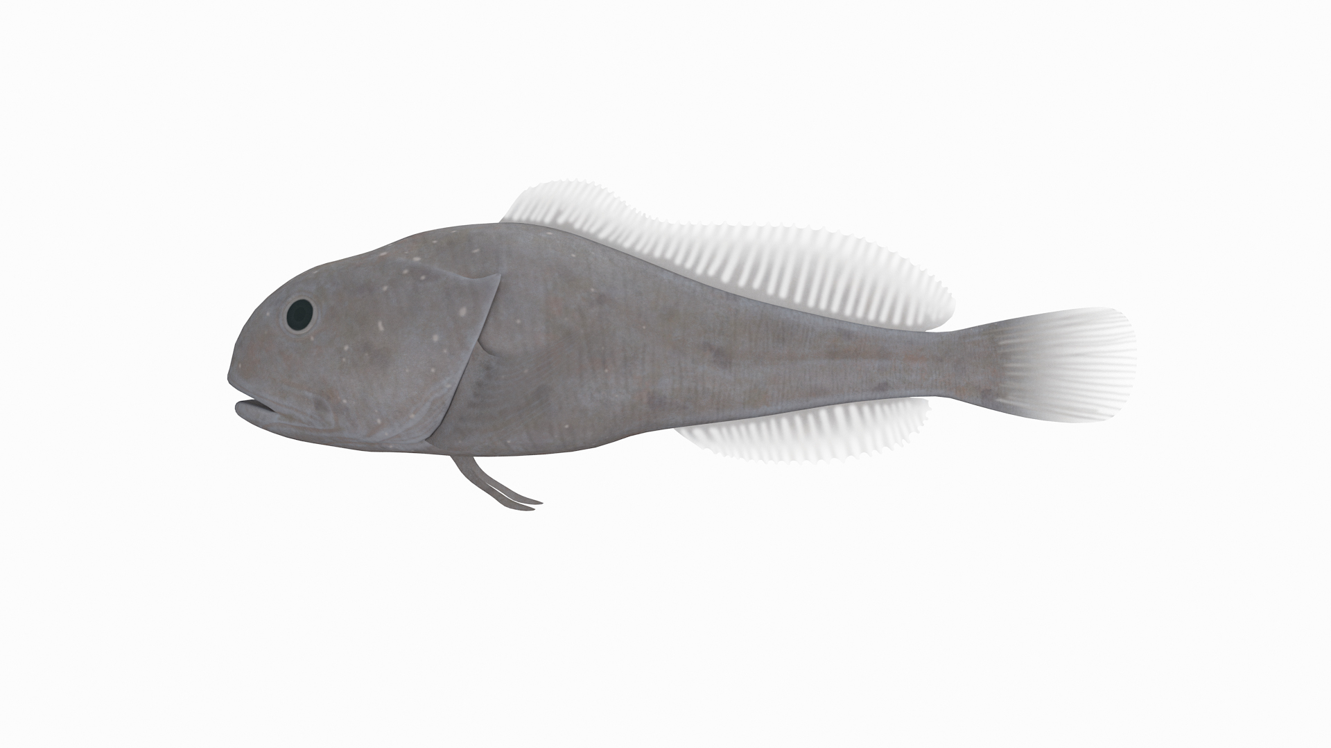 Blobfish Pbr 3D Model - TurboSquid 1468111