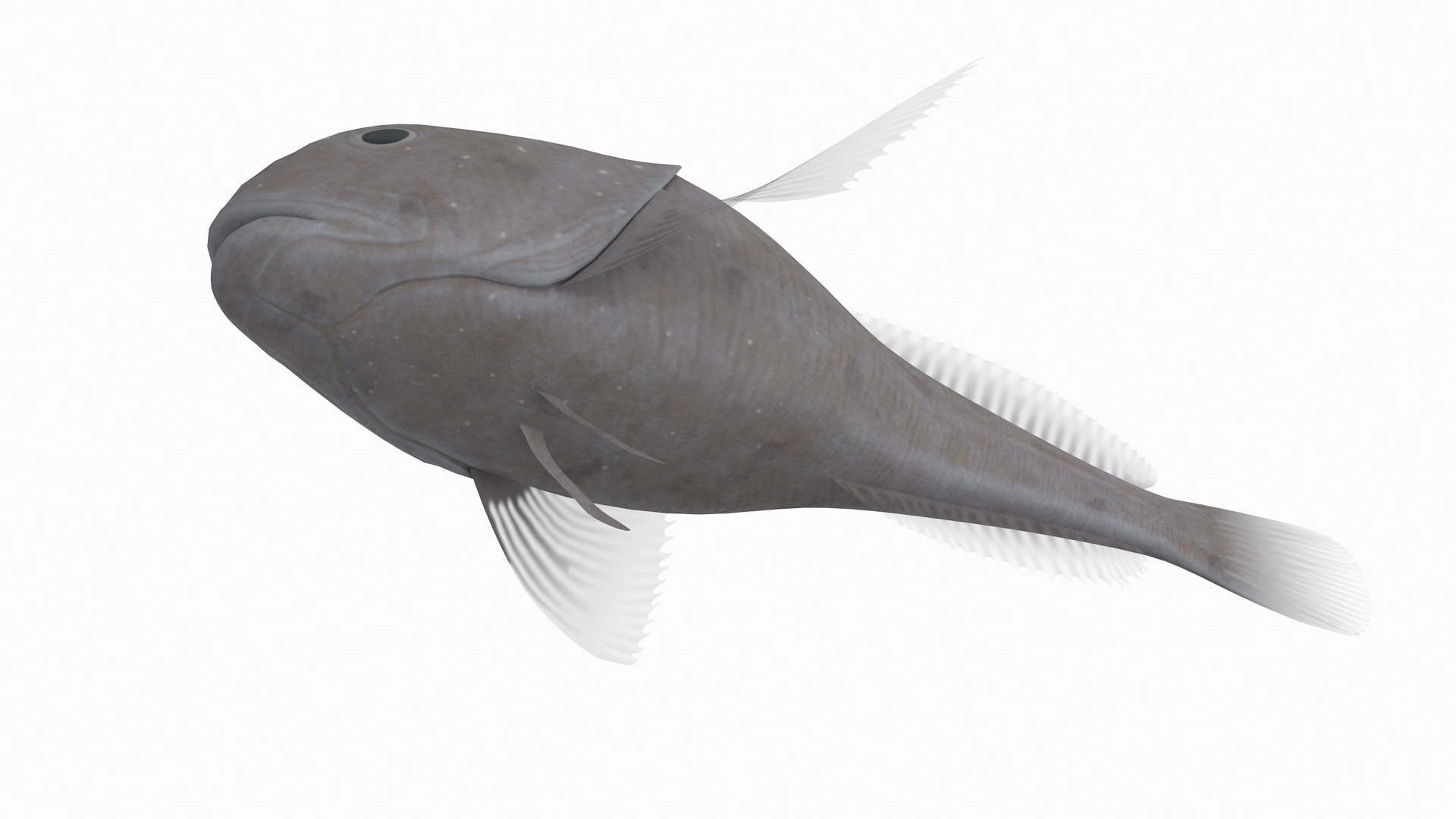 Blobfish pbr 3D model - TurboSquid 1468111