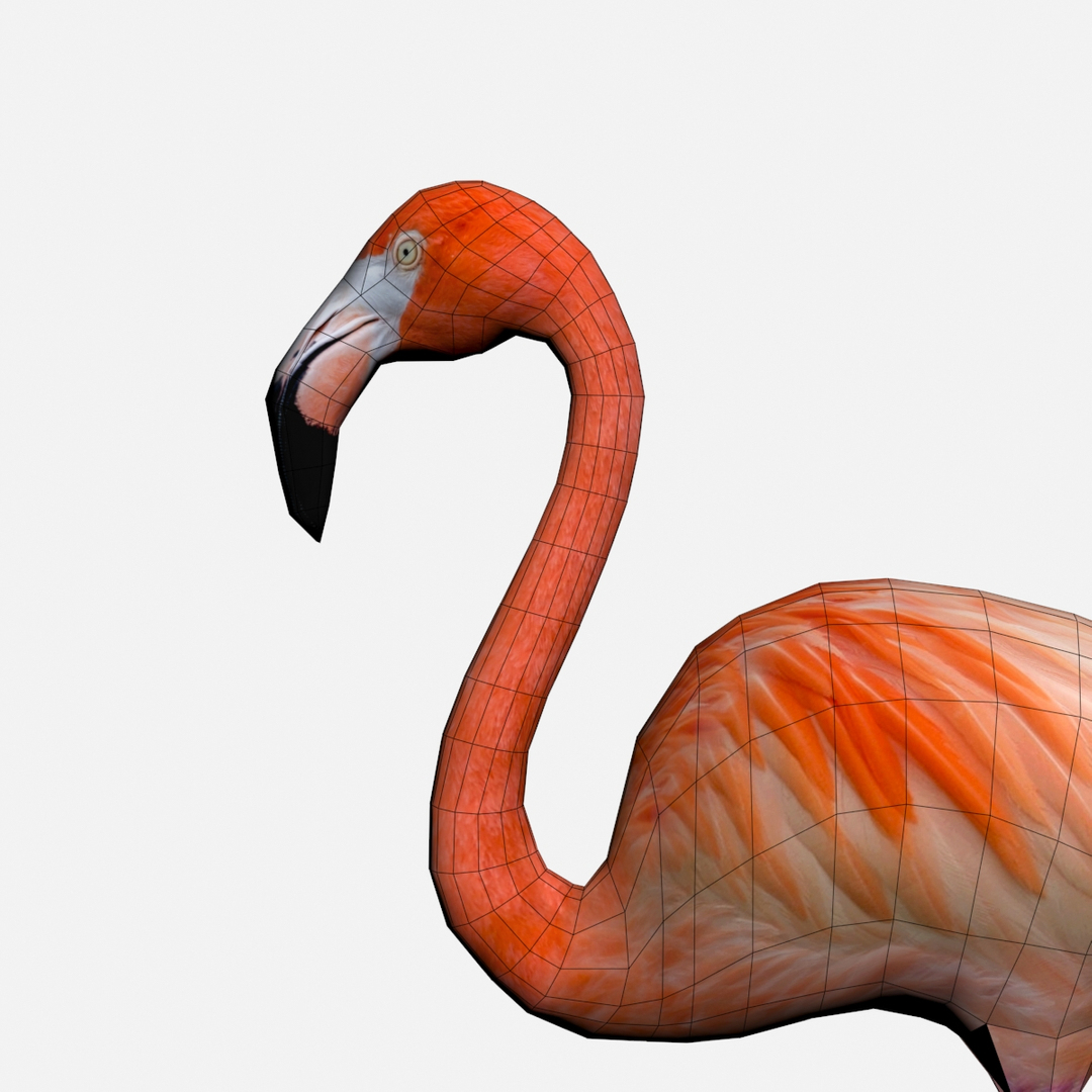 american flamingo 3d model