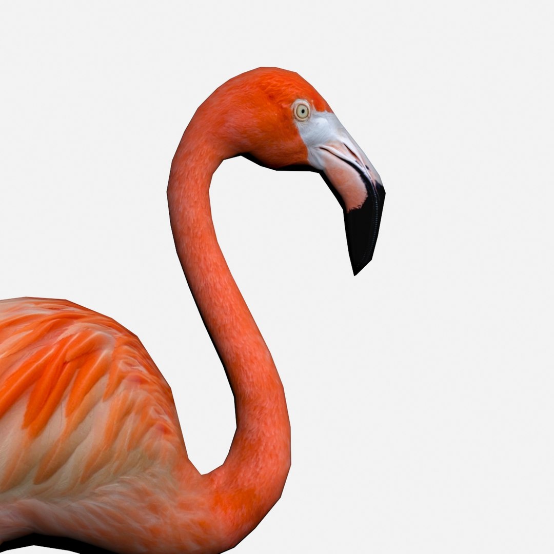 american flamingo 3d model
