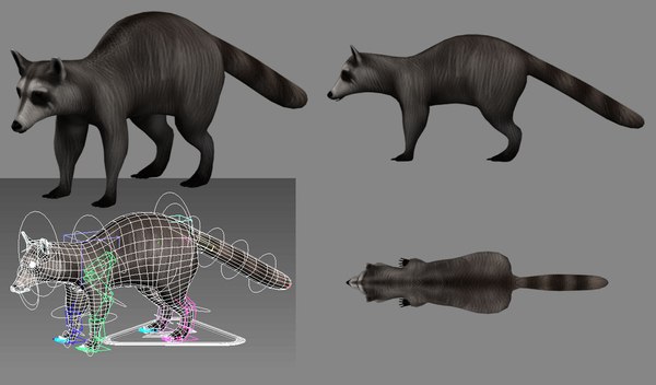 modelo 3d mapache modelo 3D - TurboSquid 1461608