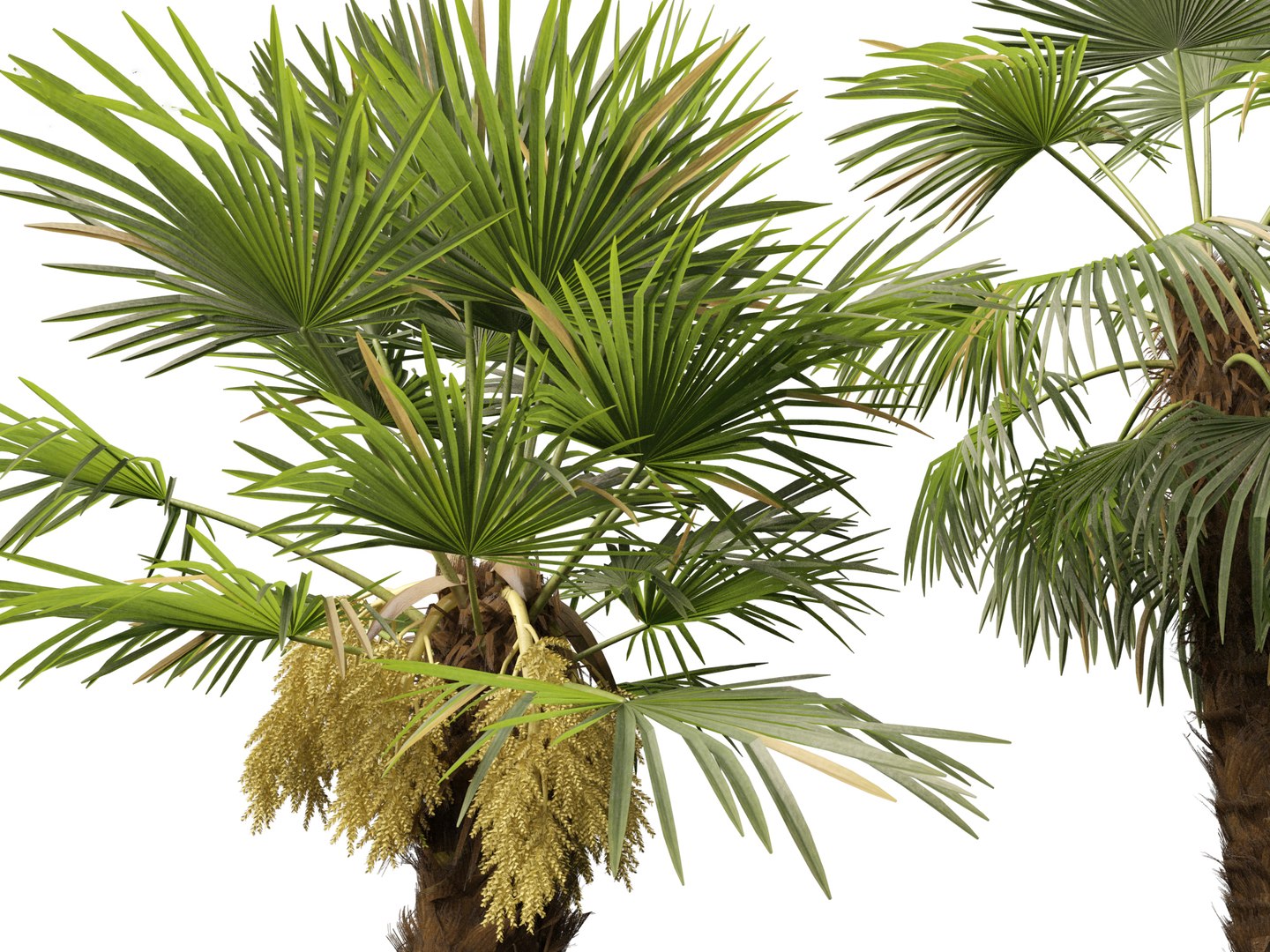 3D Model Trachycarpus Fortunei - Windmill Palm 01 - TurboSquid 2123615