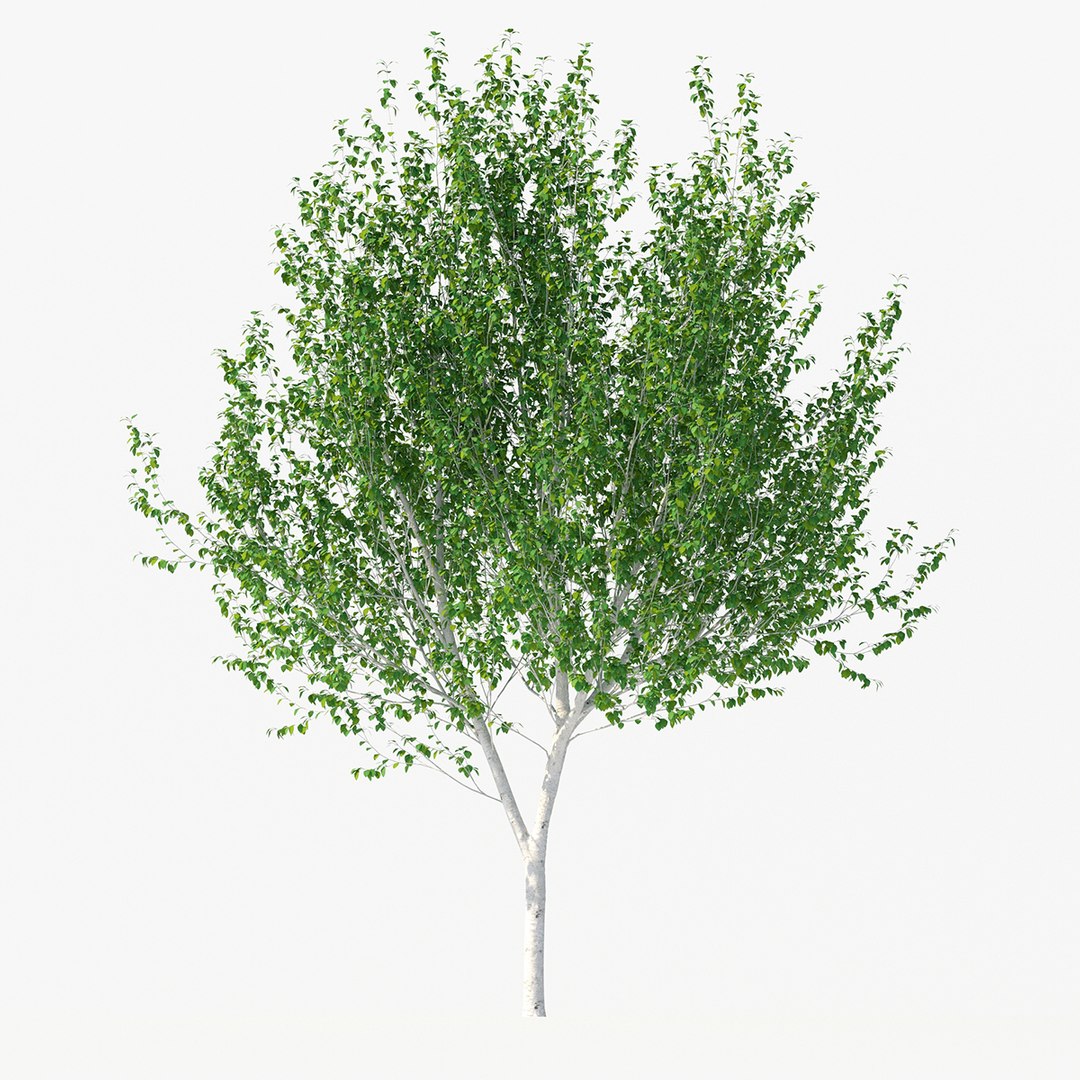 3D Betula Utilis Tree No 1 - TurboSquid 1974079