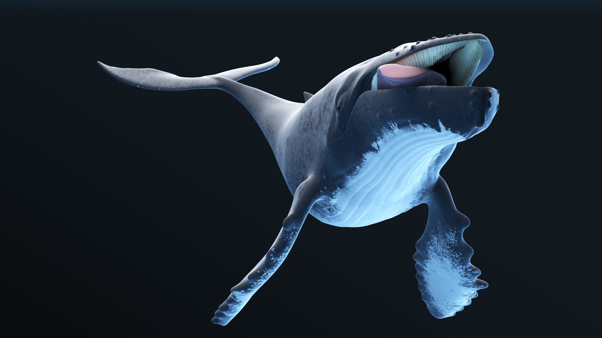3D Humpback Whale - TurboSquid 1970947