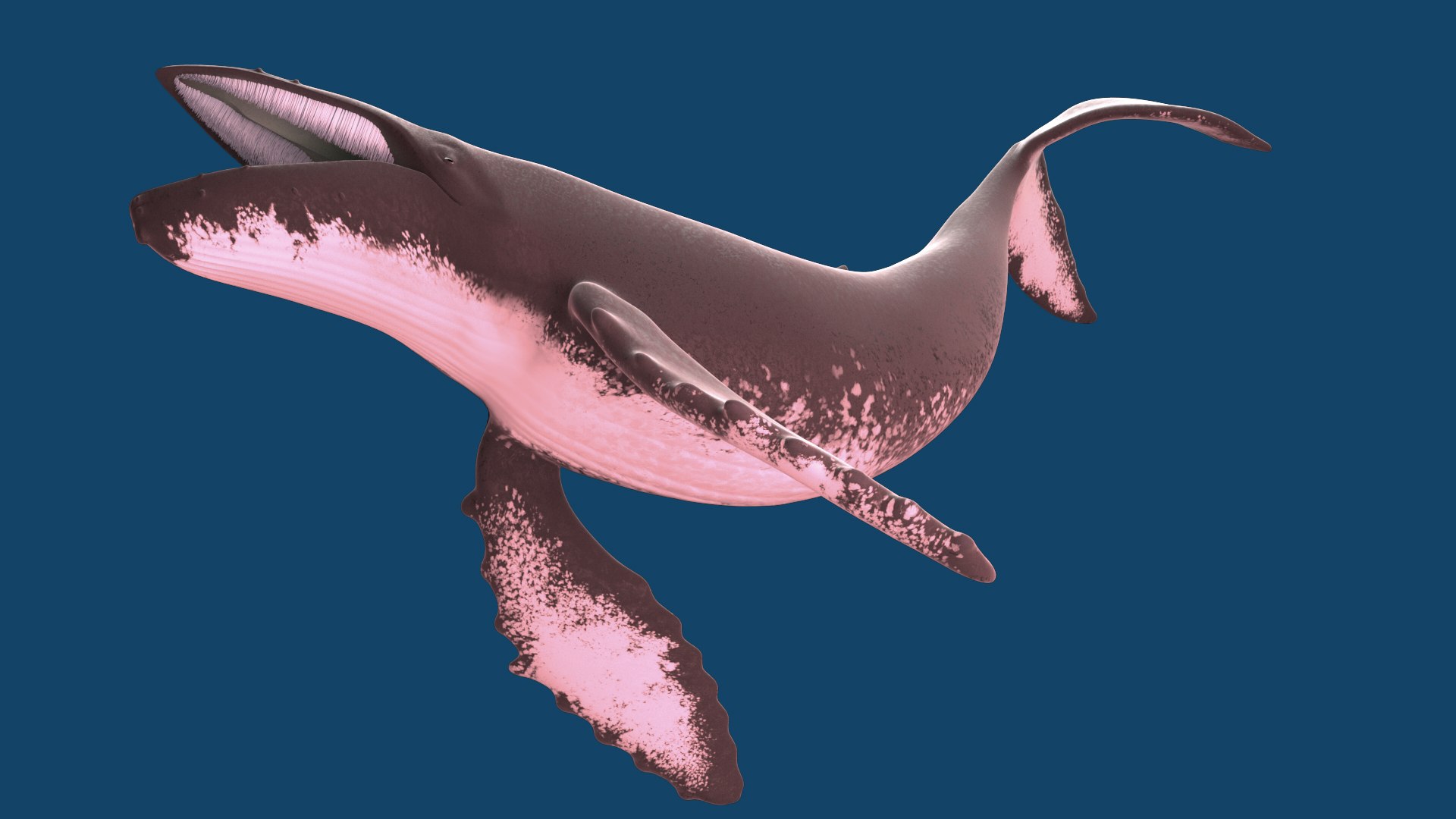 3D Humpback Whale - TurboSquid 1970947
