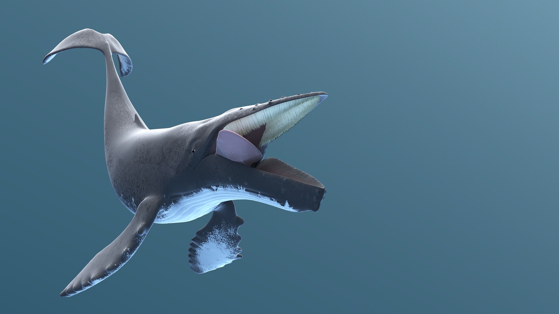3D Humpback Whale - TurboSquid 1970947