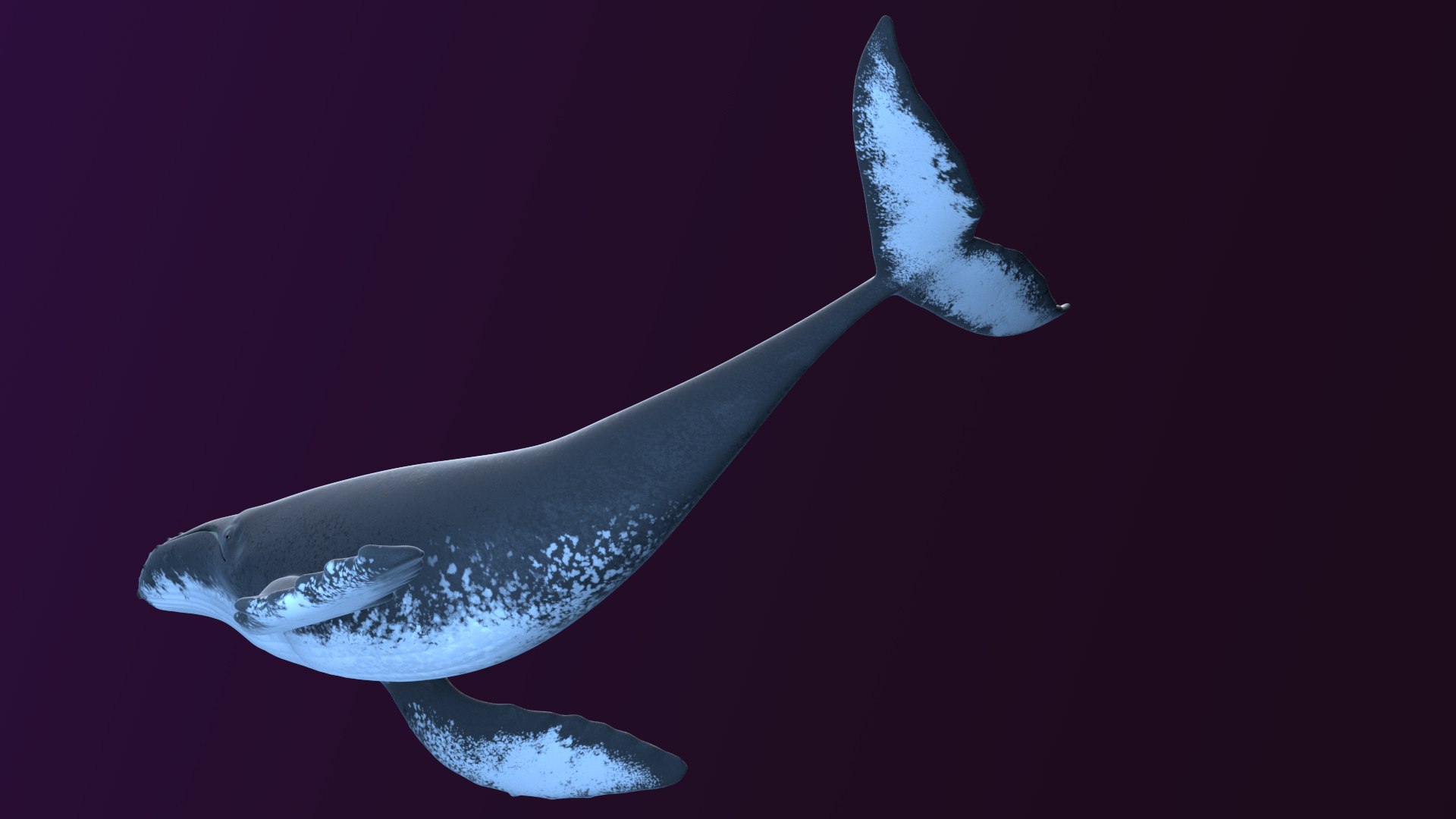 3D Humpback Whale - TurboSquid 1970947