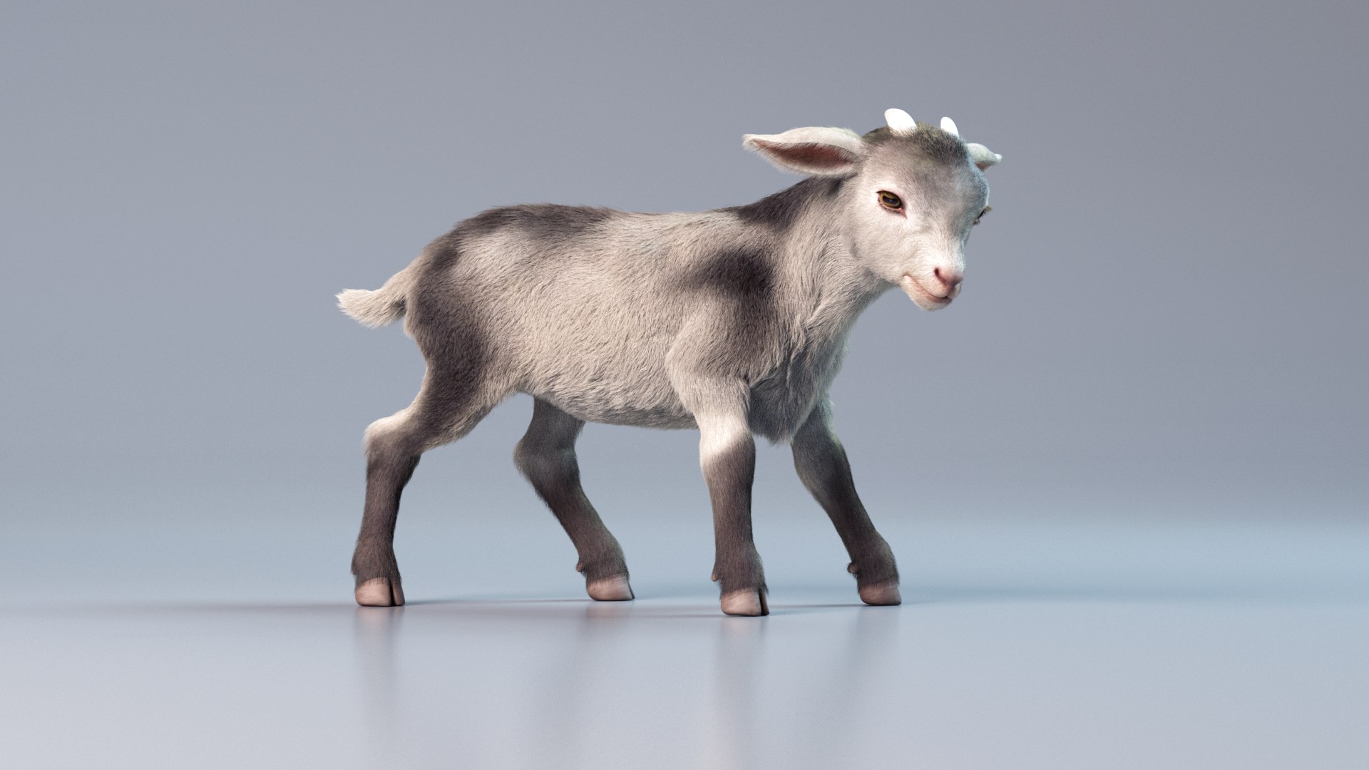Goat Kid Animated Maya 3D - TurboSquid 2172934