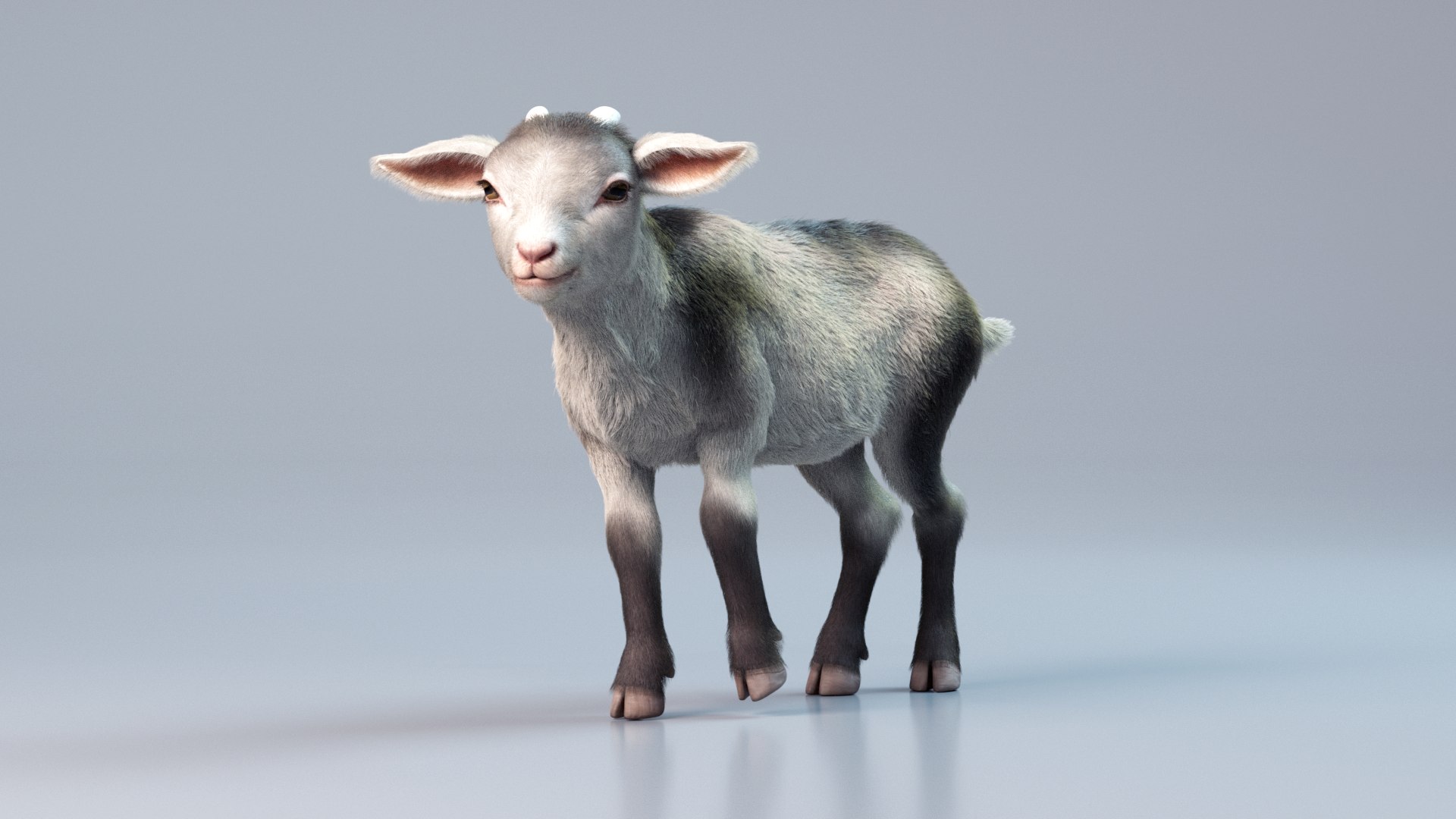 Goat Kid Animated Maya 3D - TurboSquid 2172934