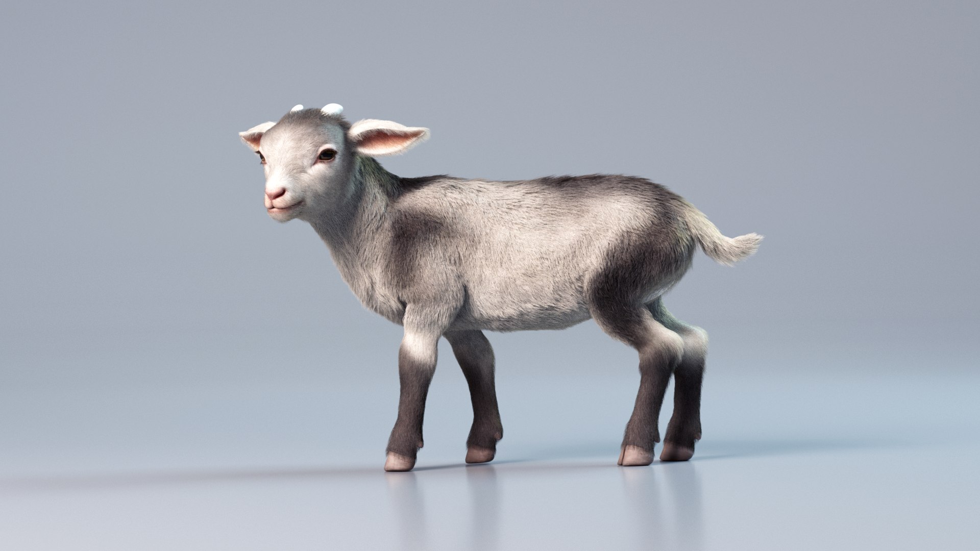 Goat Kid Animated Maya 3D - TurboSquid 2172934