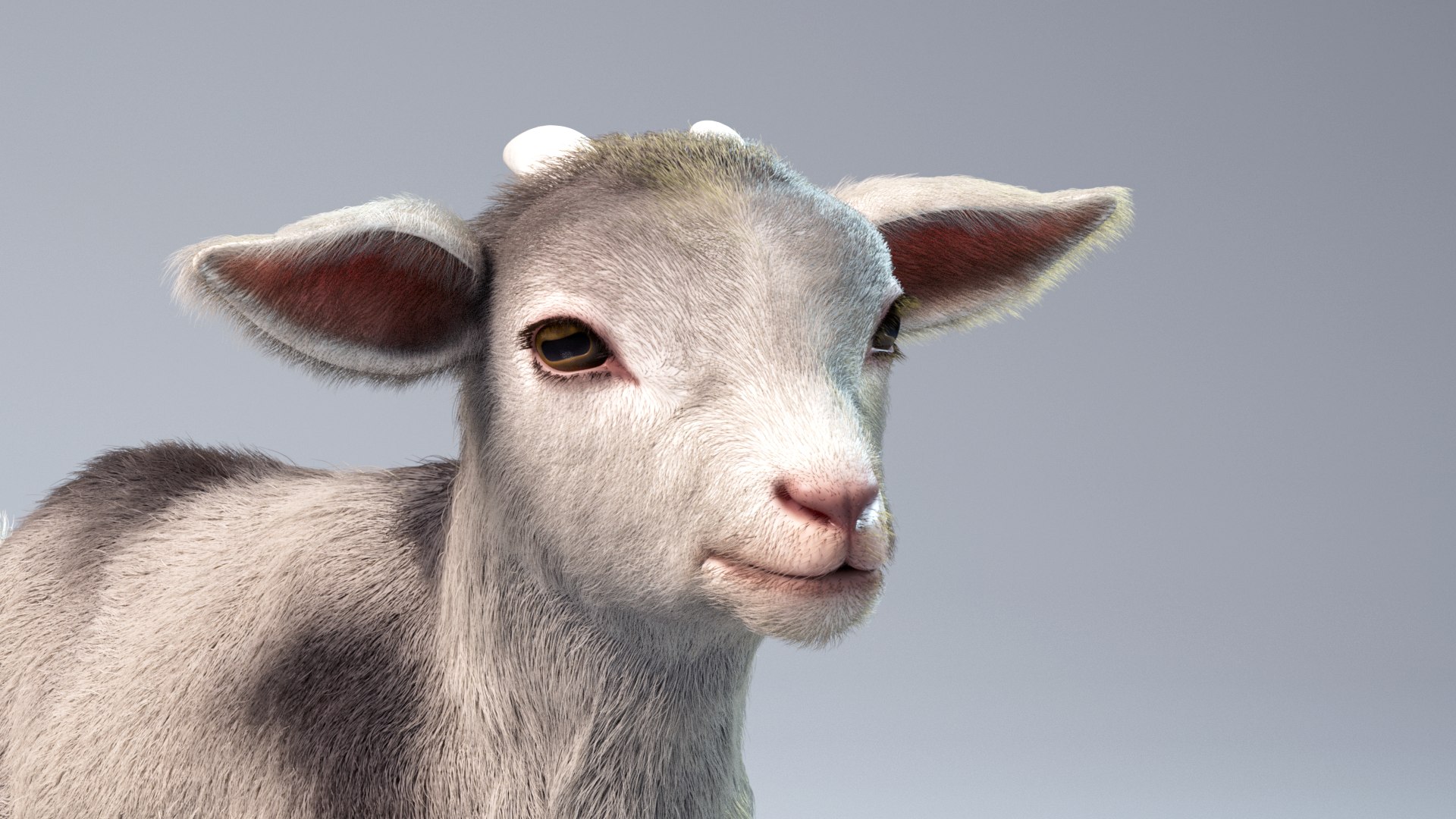Goat Kid Animated Maya 3D - TurboSquid 2172934