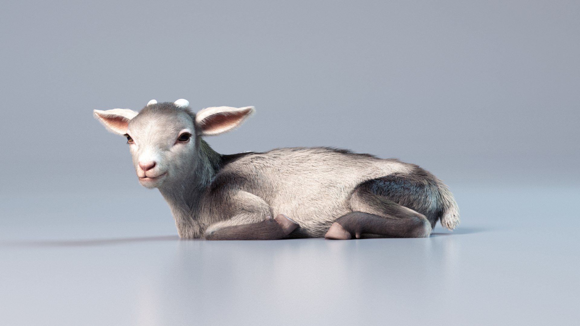 Goat Kid Animated Maya 3D - TurboSquid 2172934
