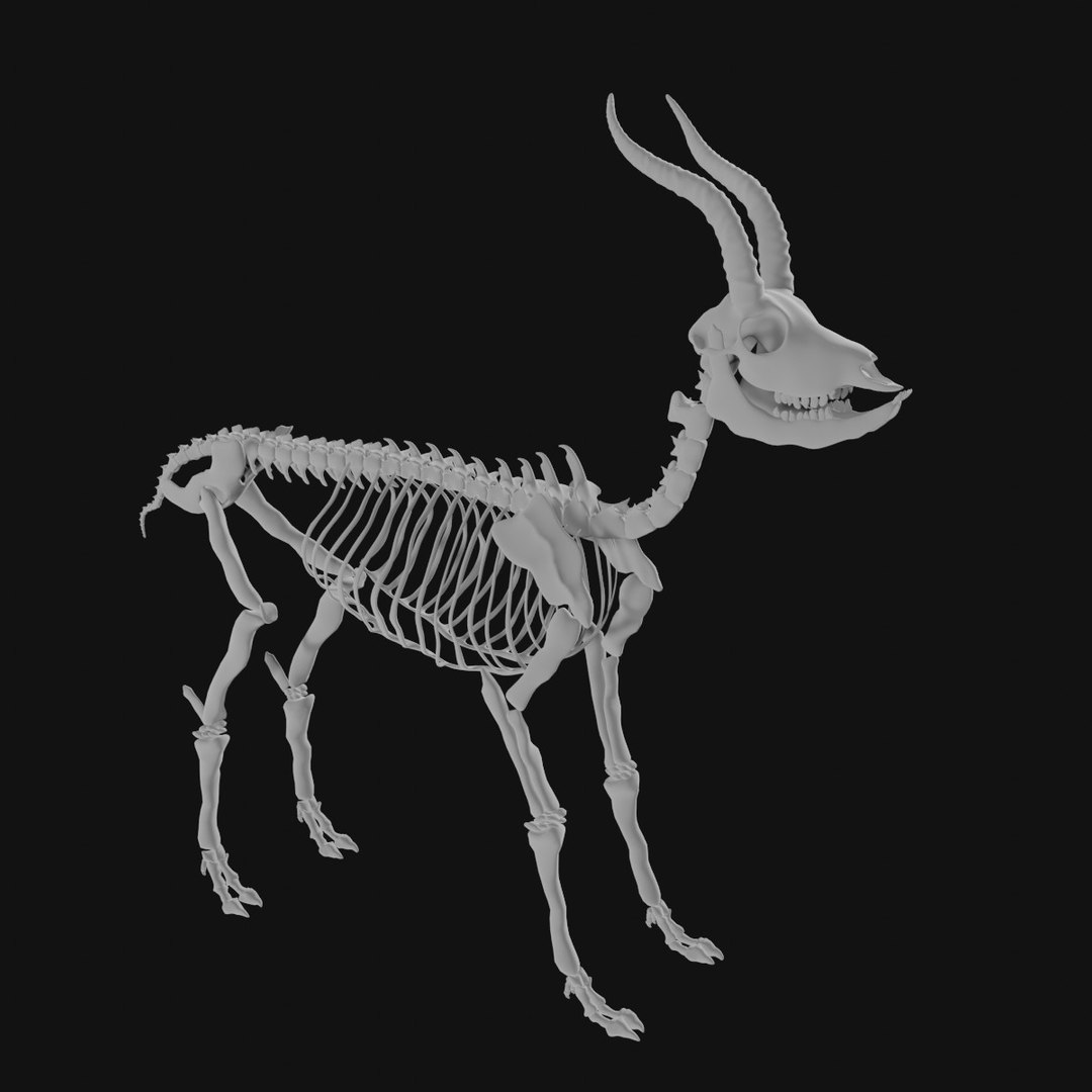 Gazelle Skeleton Model - TurboSquid 1986104