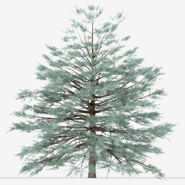 Set of Picea Pungens or Blue spruce Trees - 3 Trees 3D - TurboSquid 1996259