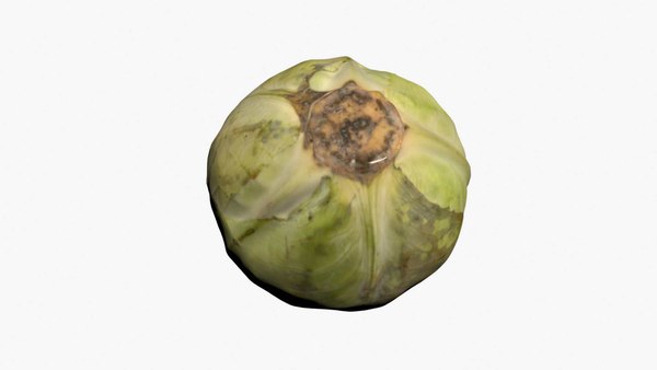 Cabbage 3D Scan High Quality 3D model - TurboSquid 1784430