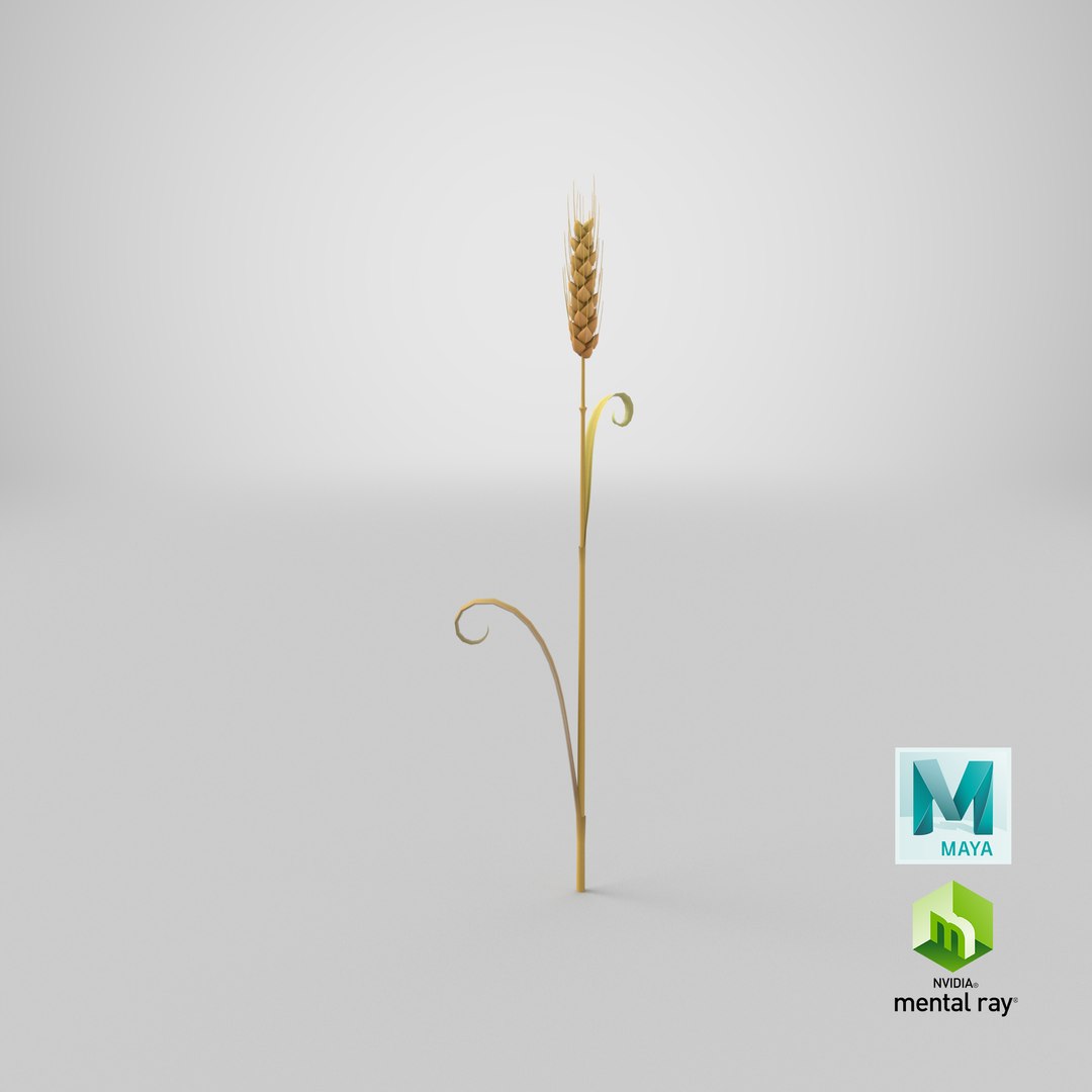 3D Cartoon Wheat Spikelet 05 - TurboSquid 2050595