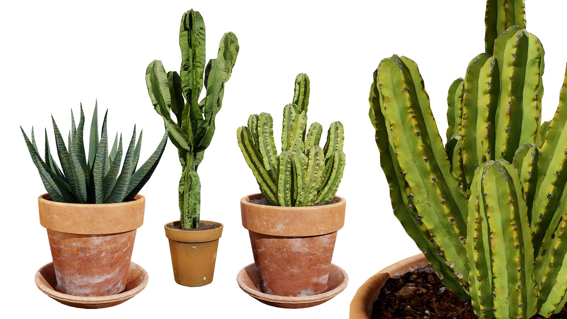 Potted Cacti And Succulents 3d Pack 3D Model - TurboSquid 2283670