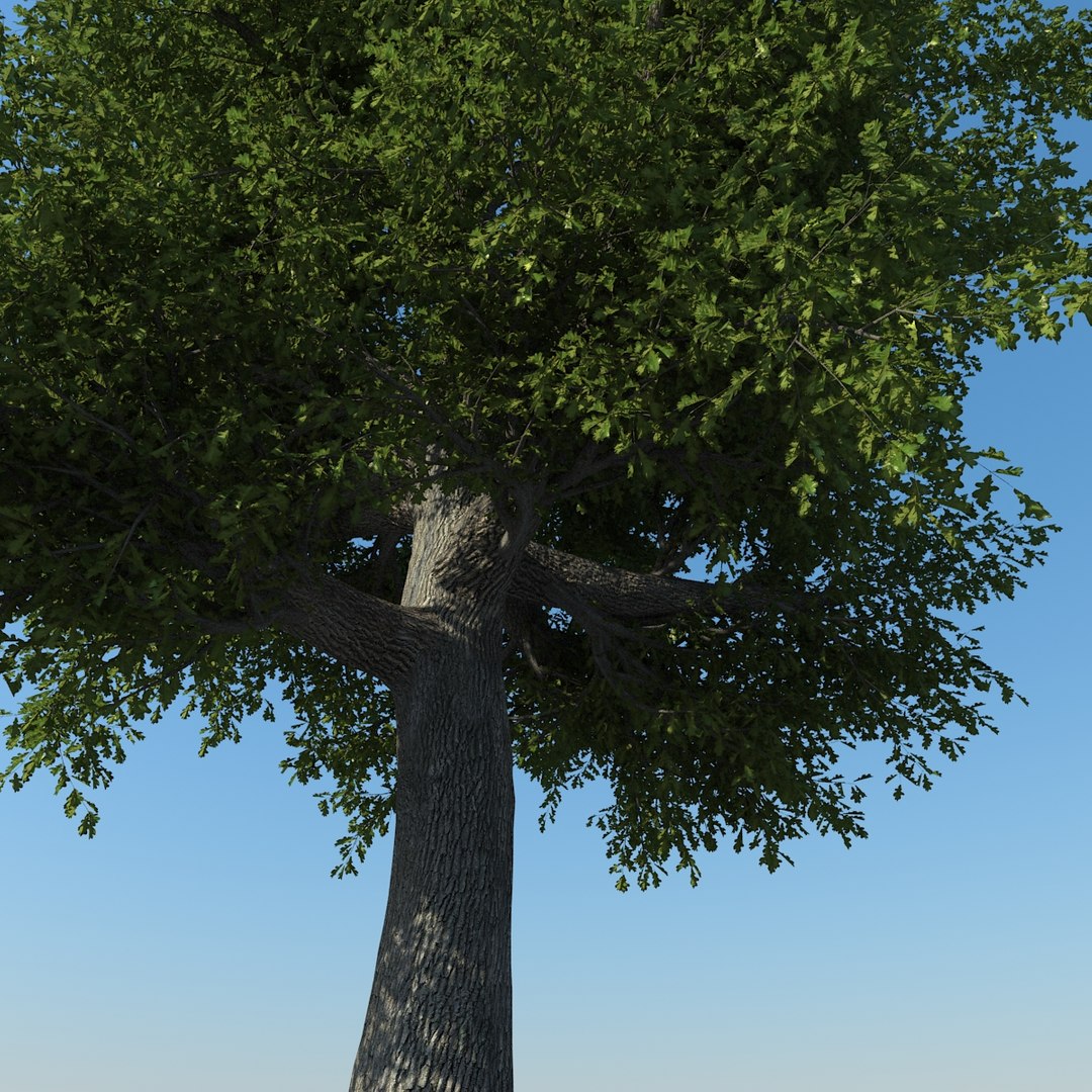 oak tree obj