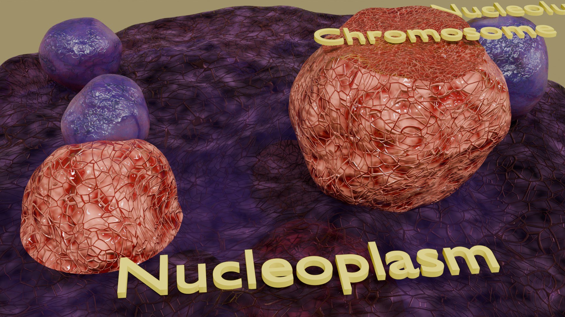 3D Nucleus Structure Schematic 3d Model - TurboSquid 2309083