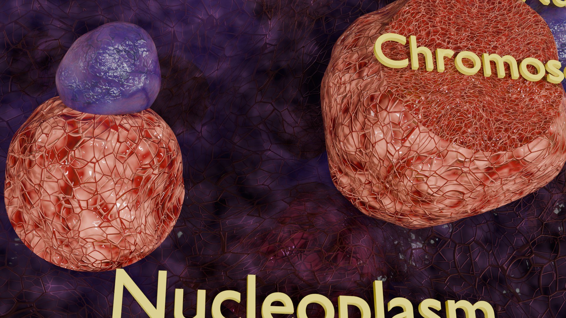 3D Nucleus Structure Schematic 3d Model - TurboSquid 2309083