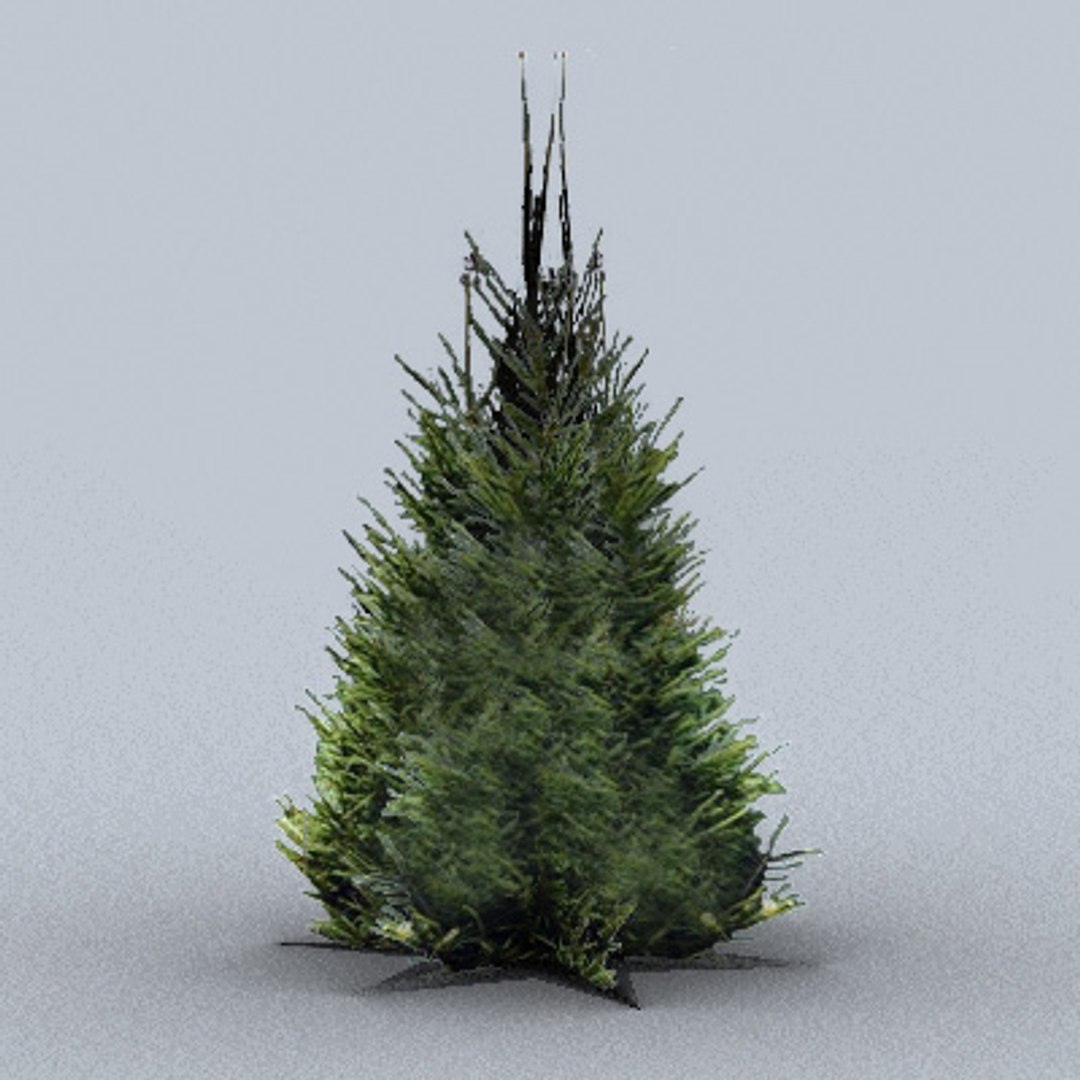 Norway Spruce Trees 3ds