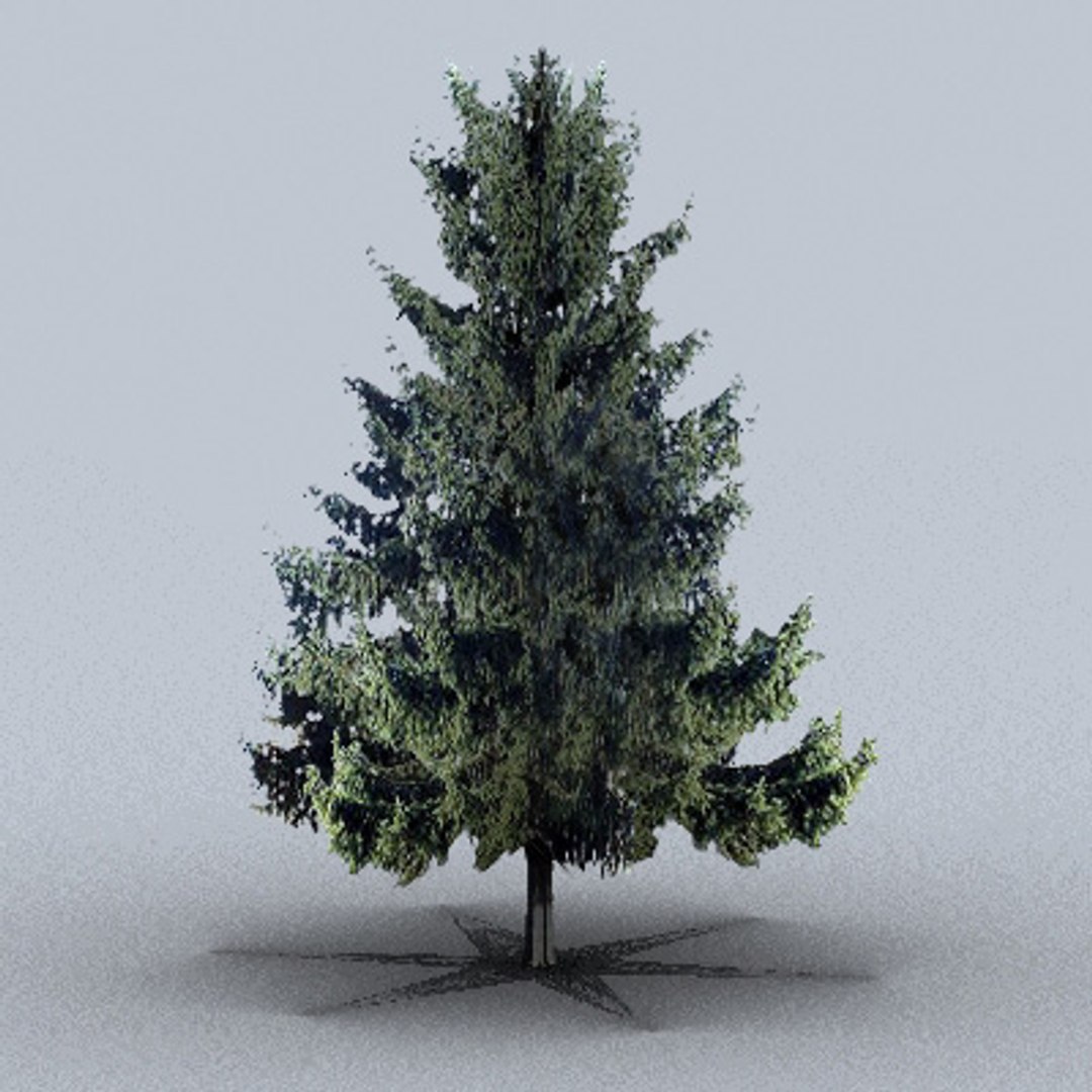Norway Spruce Trees 3ds
