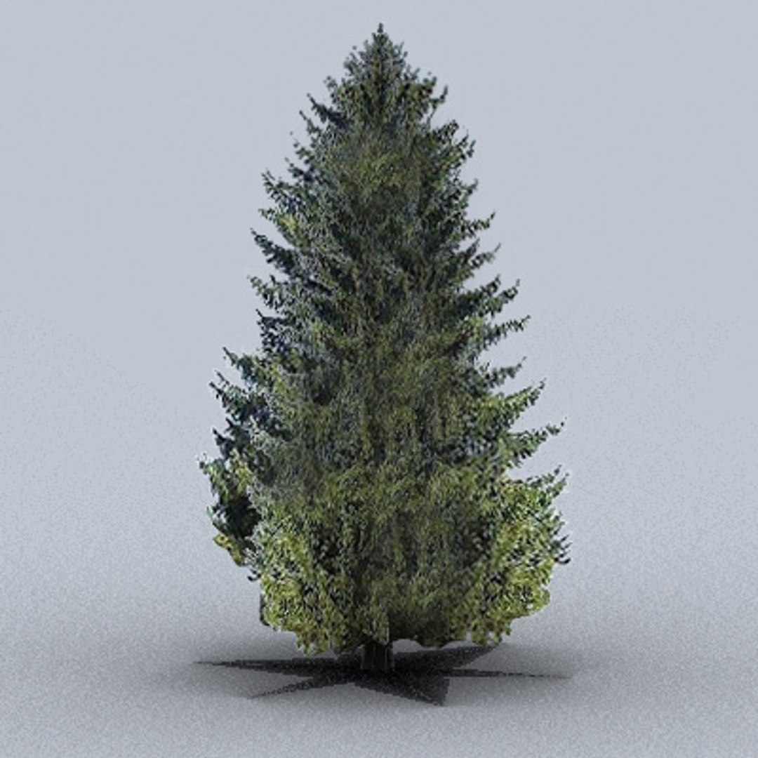 Norway Spruce Trees 3ds