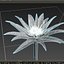 Water Lily Flower Animation Max