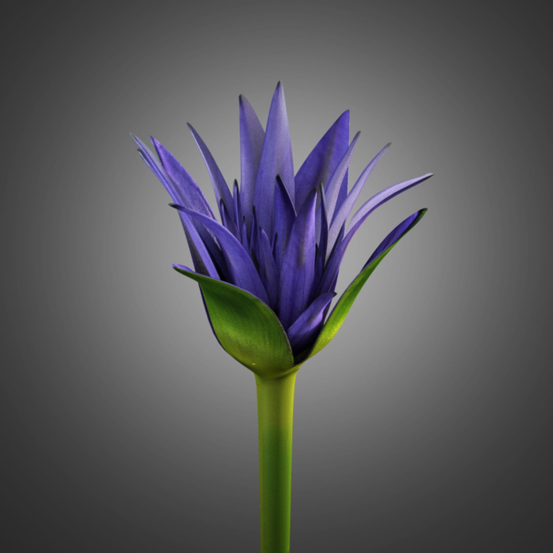 Water Lily Flower Animation Max