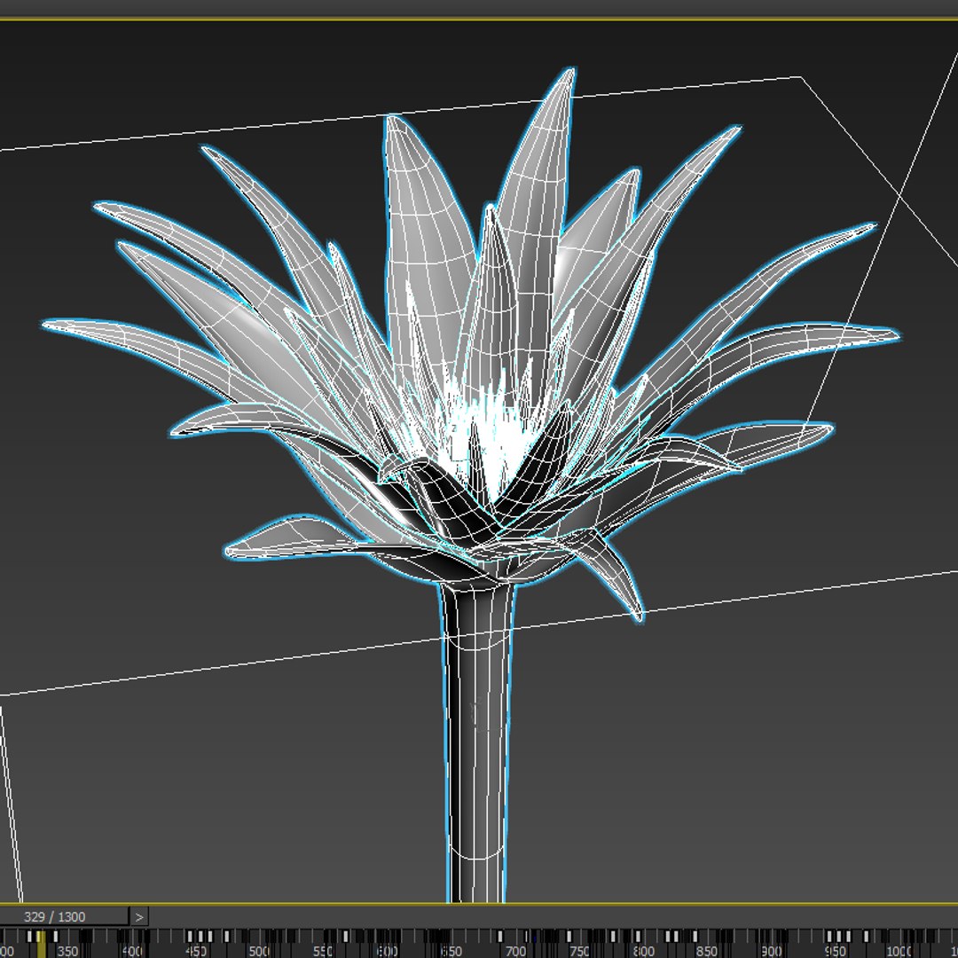 Water Lily Flower Animation Max