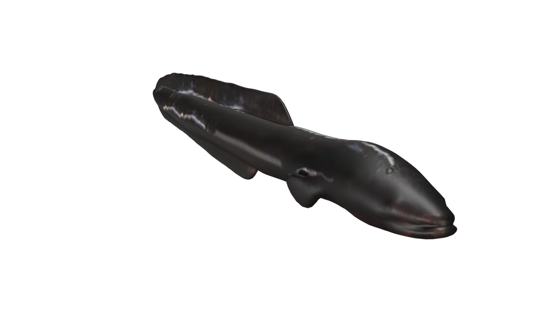 Electric Eel Model - TurboSquid 1773851